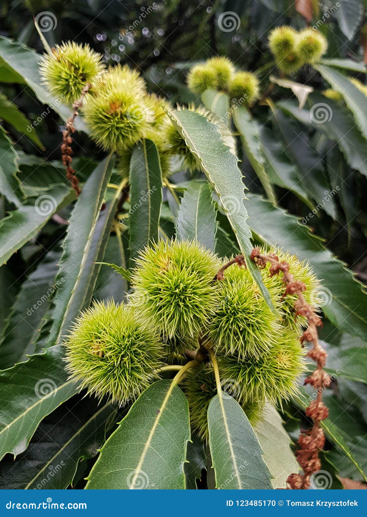 Sweet chestnut stock photo. Image of succulent, branch - 123485170