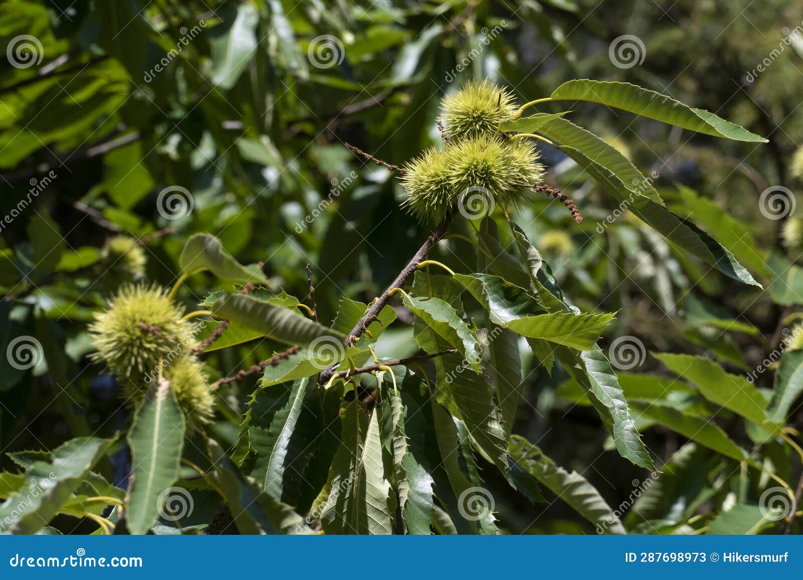 Sweet Chestnut, Sweet Chestnut Hedgehog on Tree, in Autumn Stock Image ...