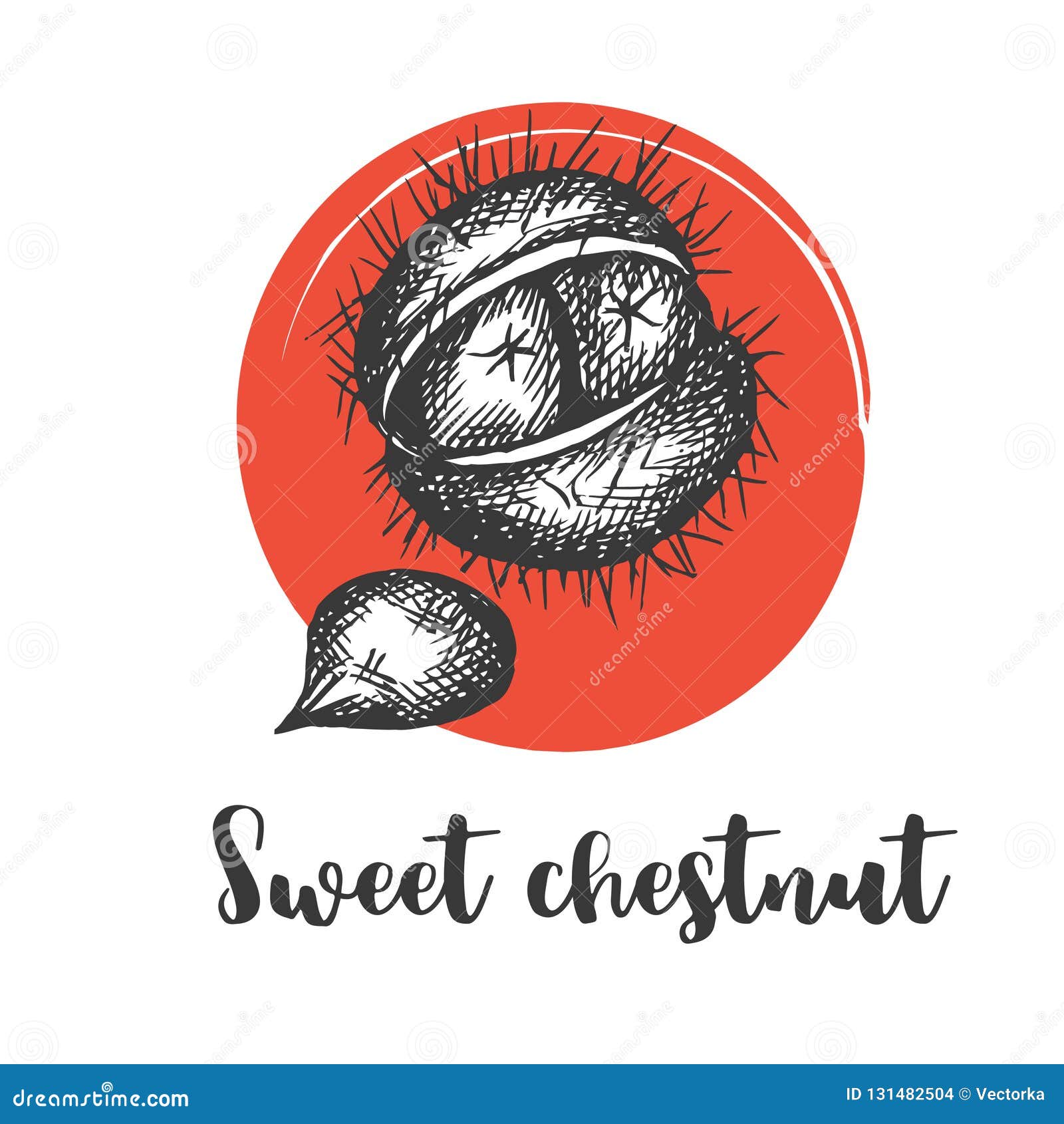 Sweet Chestnut Isolated Sketchy Style Vector Illustration Hand Drawn ...