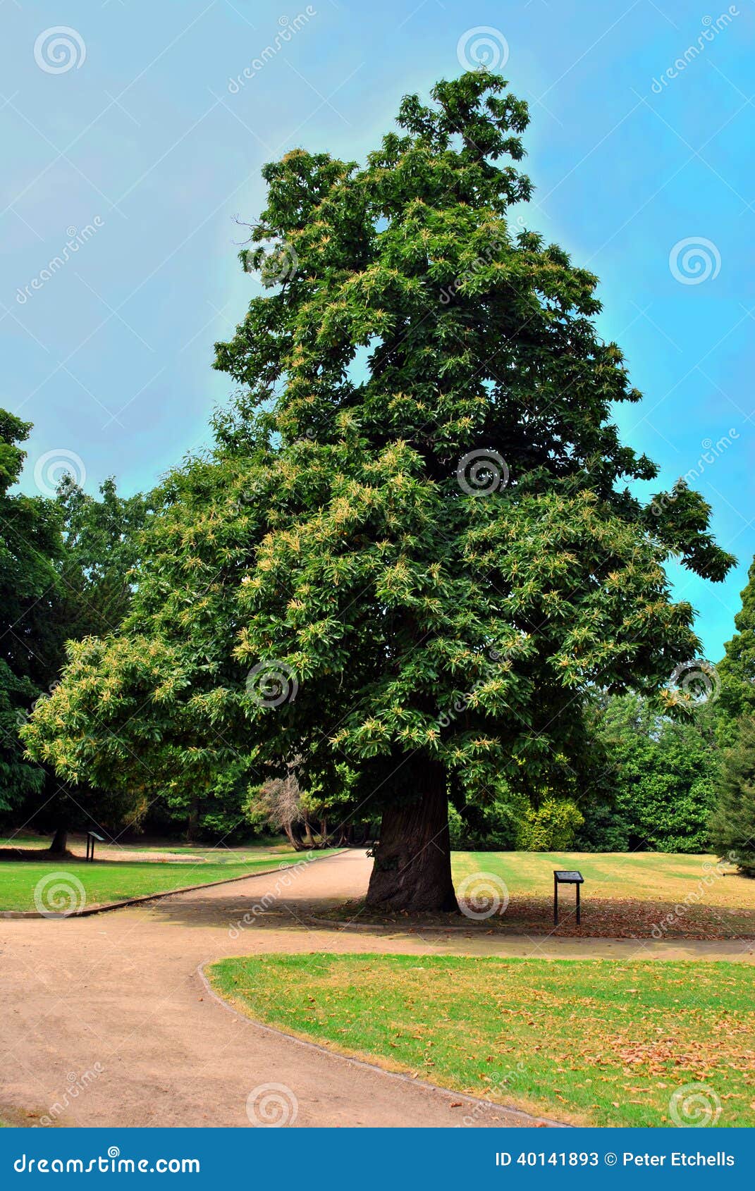 Entomophilous Pollination Stock Photos - Free & Royalty-Free Stock ...