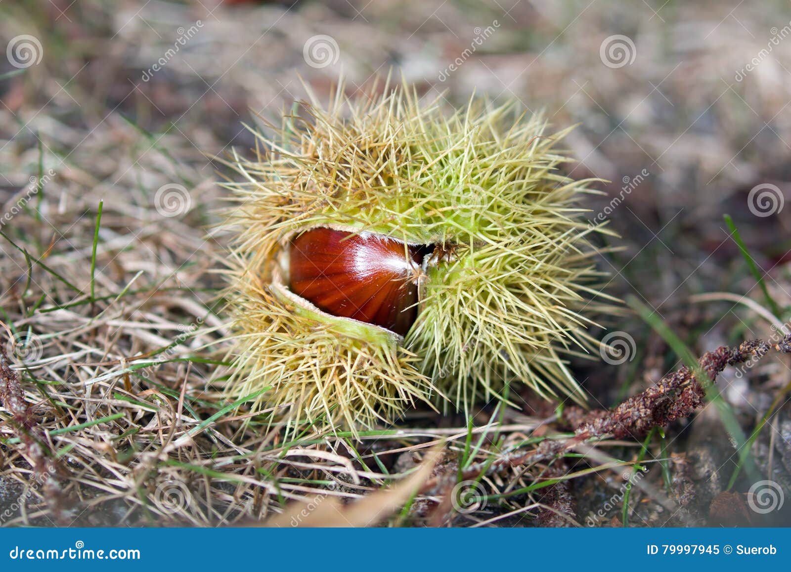 Sweet Chestnut in Shell stock image. Image of deciduous - 79997945