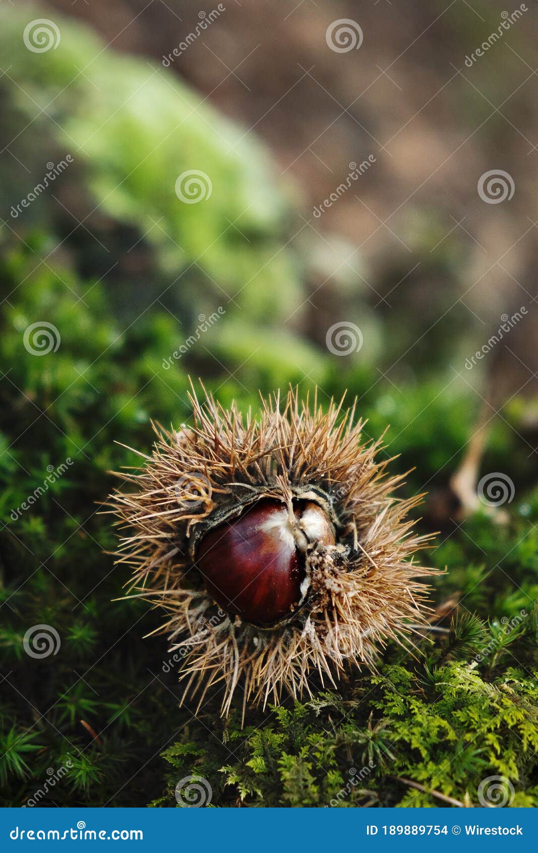 Sweet Chestnut in a Shell in a Natural Environment Stock Photo - Image ...