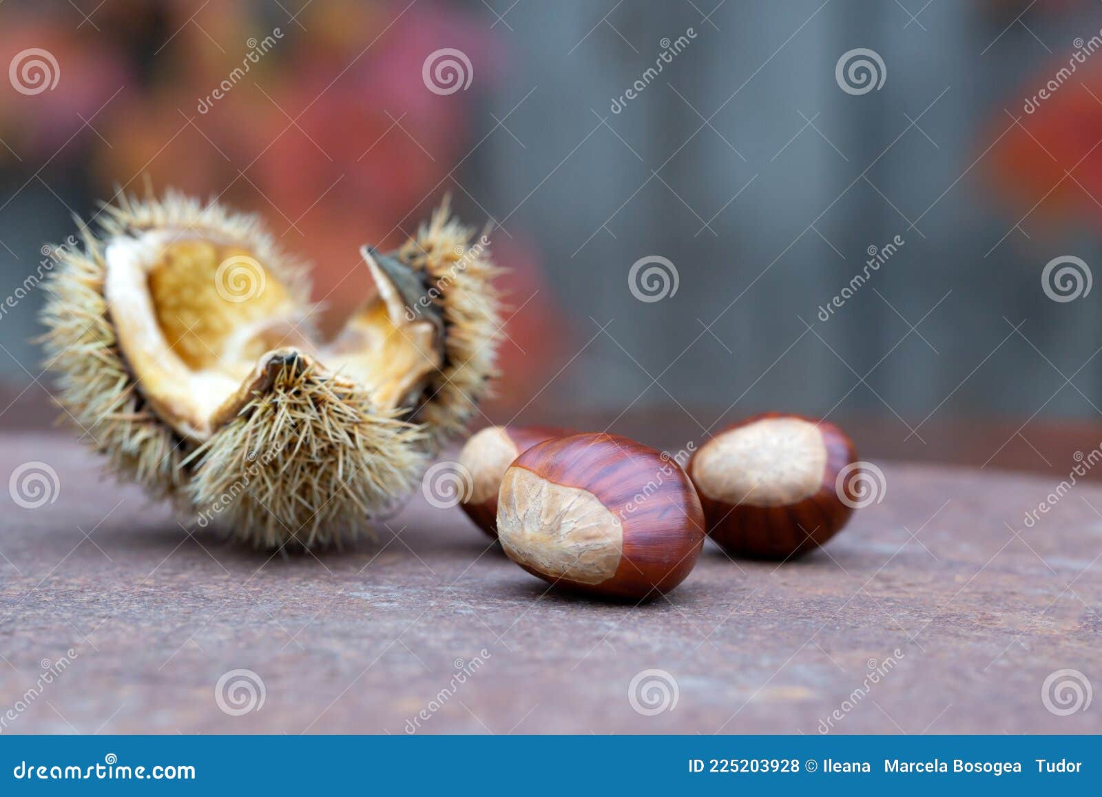 Sweet chestnut and shell stock photo. Image of edible - 225203928