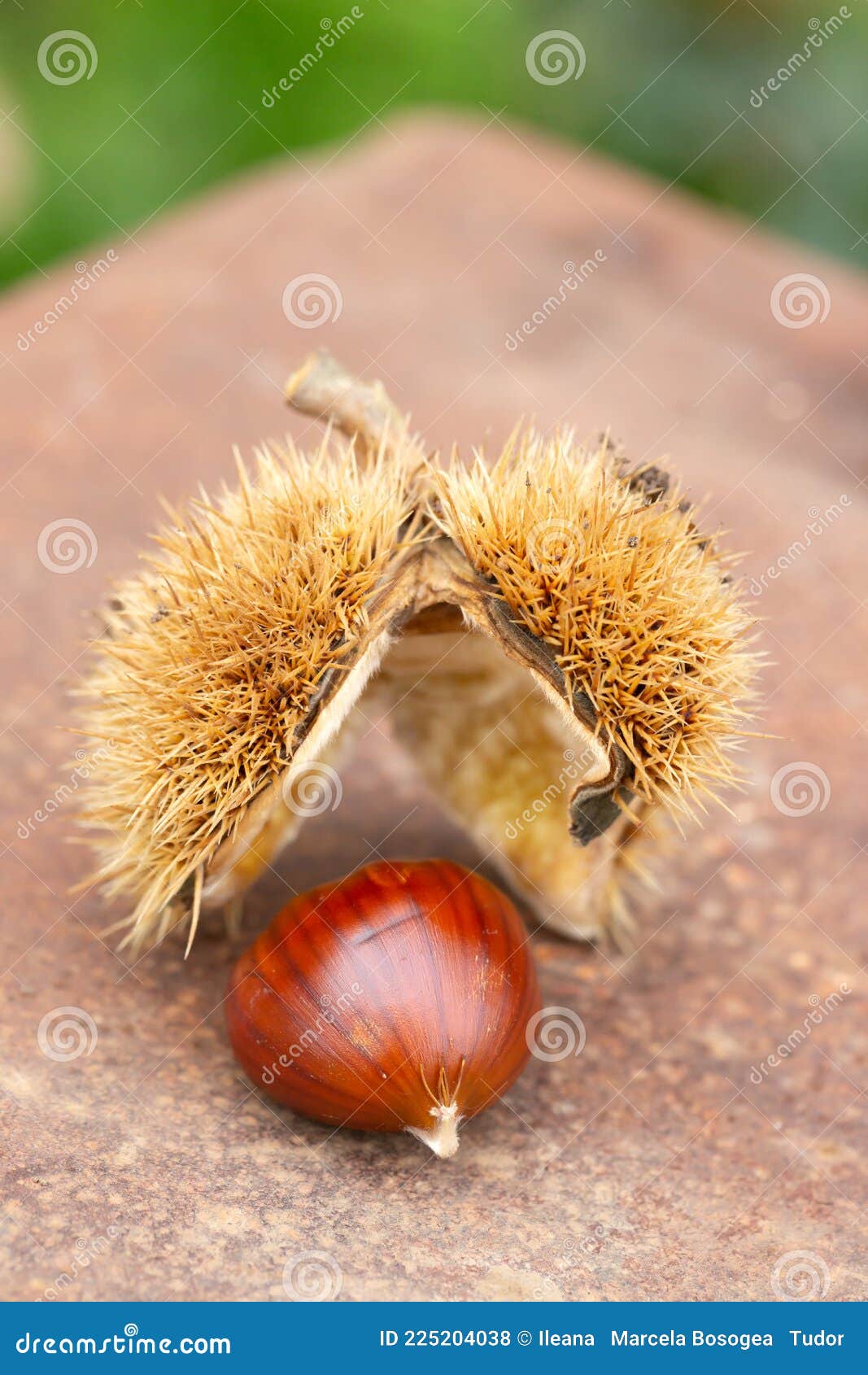Sweet chestnut and shell stock photo. Image of leaf - 225204038