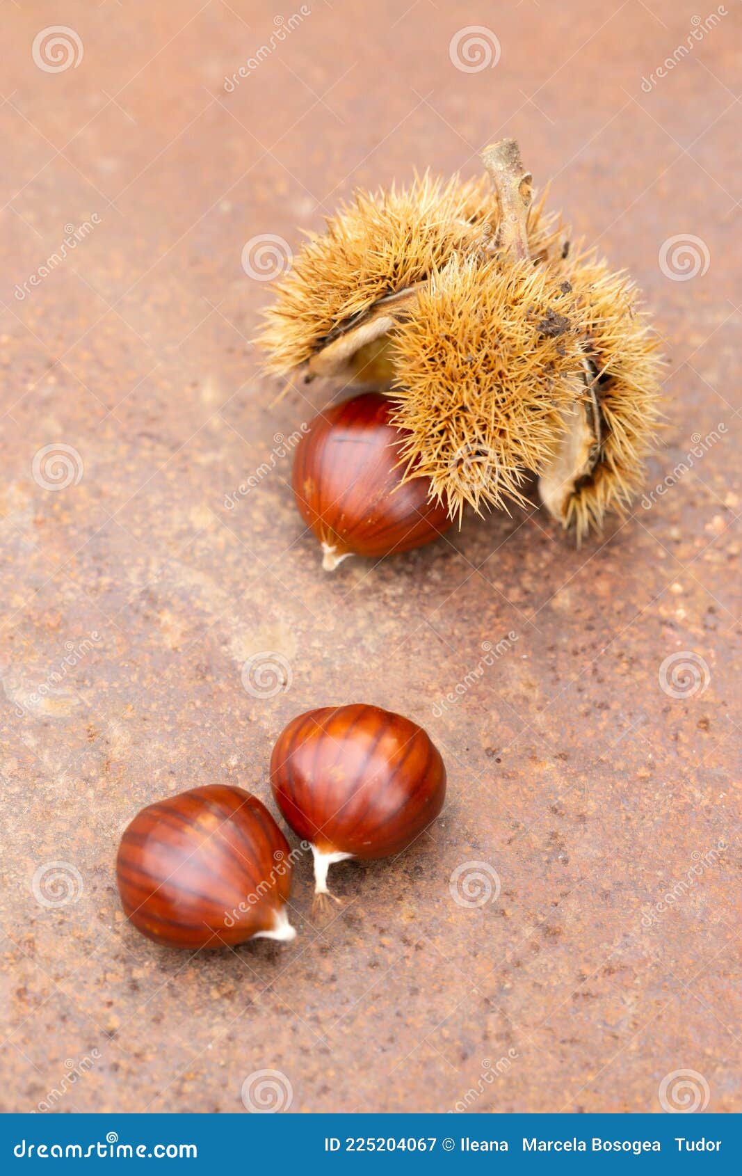 Sweet chestnut and shell stock image. Image of hazelnuts - 225204067