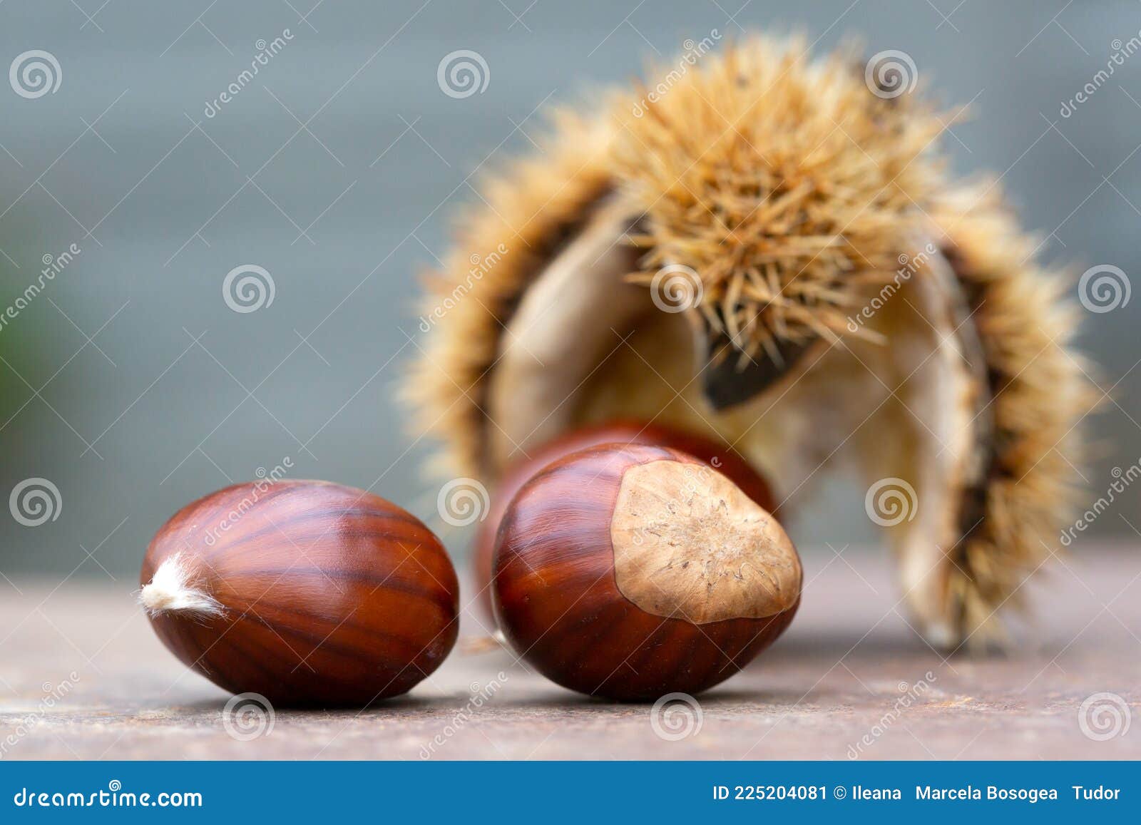 Sweet chestnut and shell stock image. Image of husk - 225204081