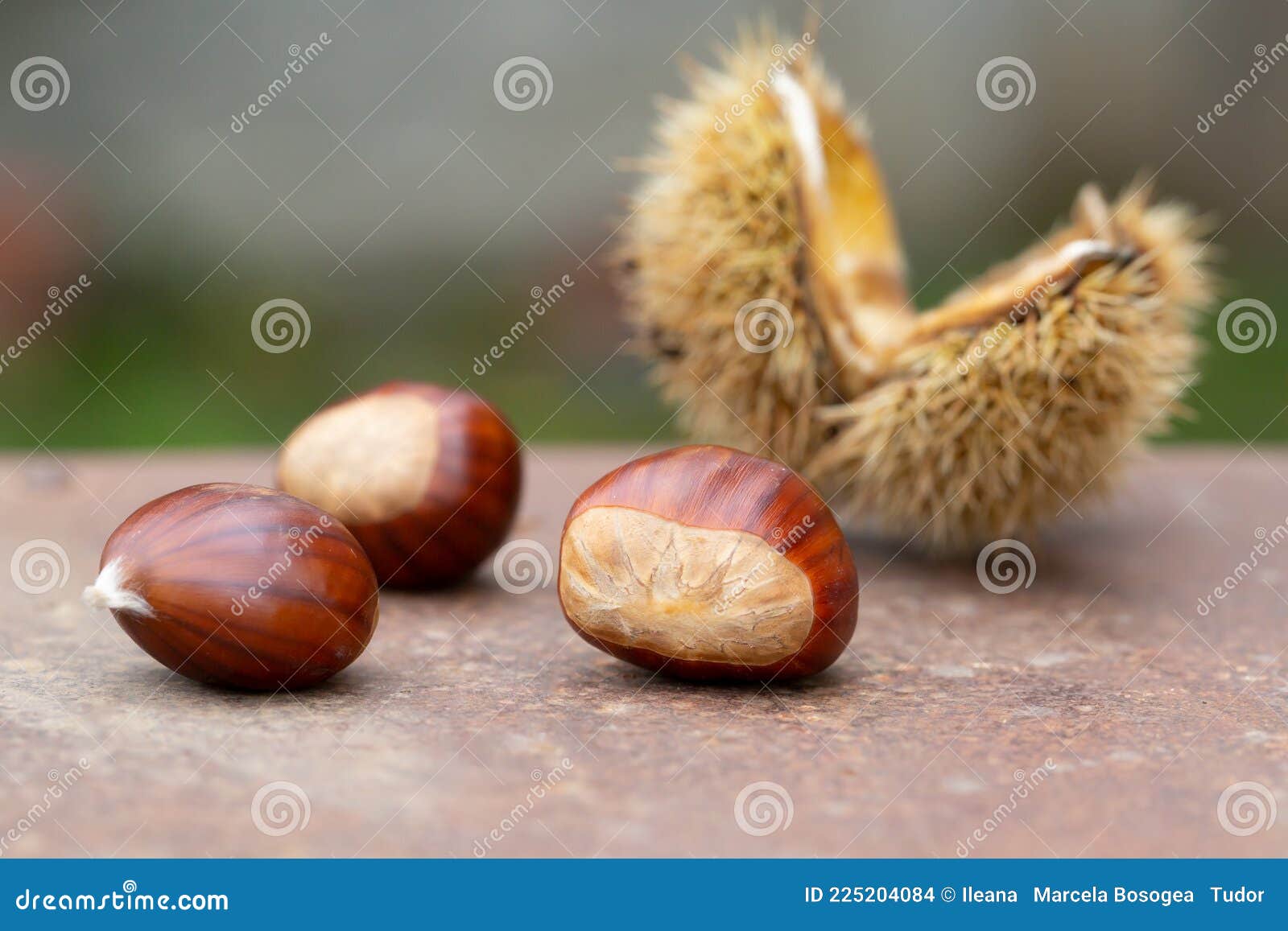 Sweet chestnut and shell stock photo. Image of fruit - 225204084