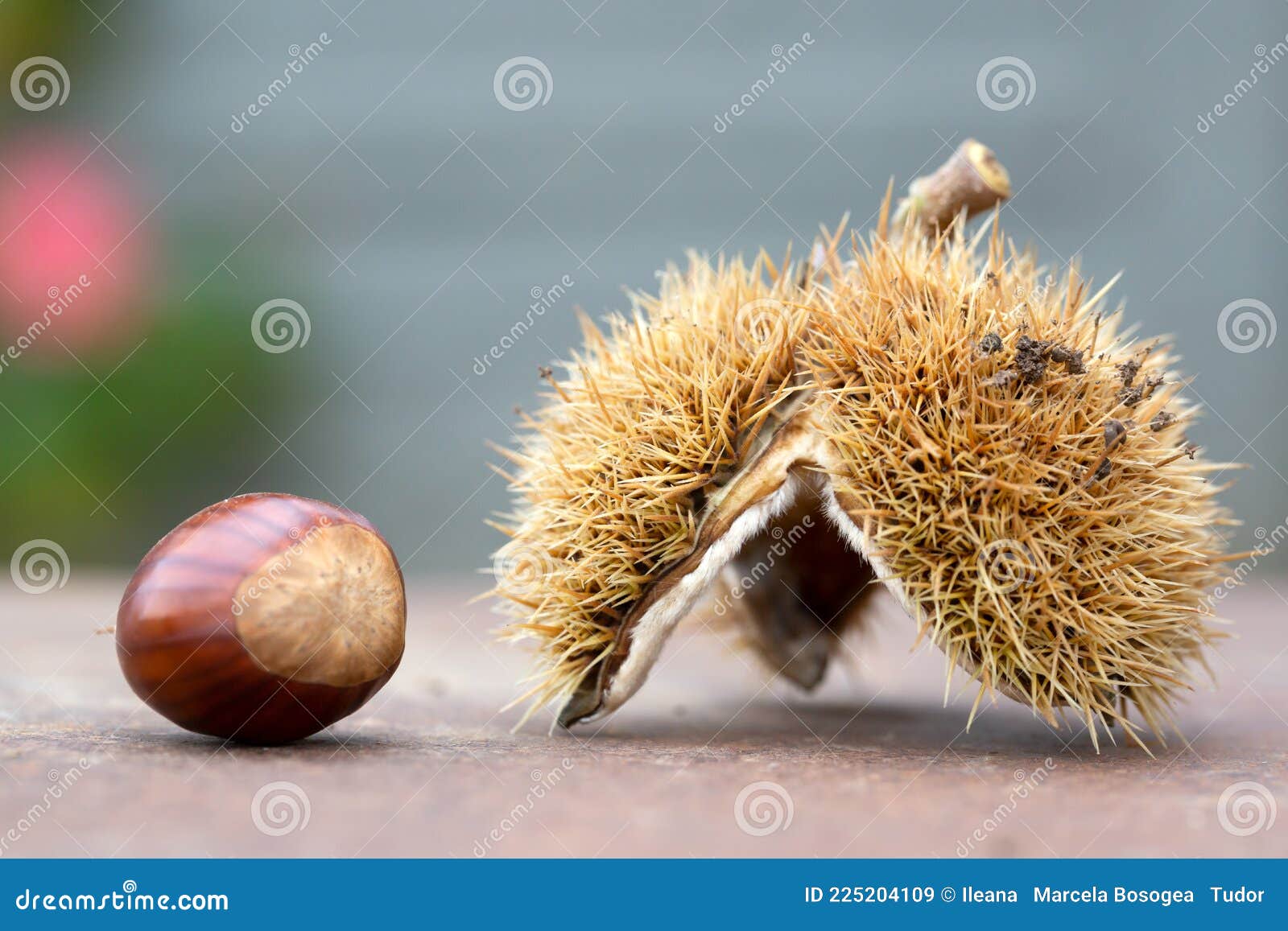 Sweet chestnut and shell stock image. Image of chestnut - 225204109