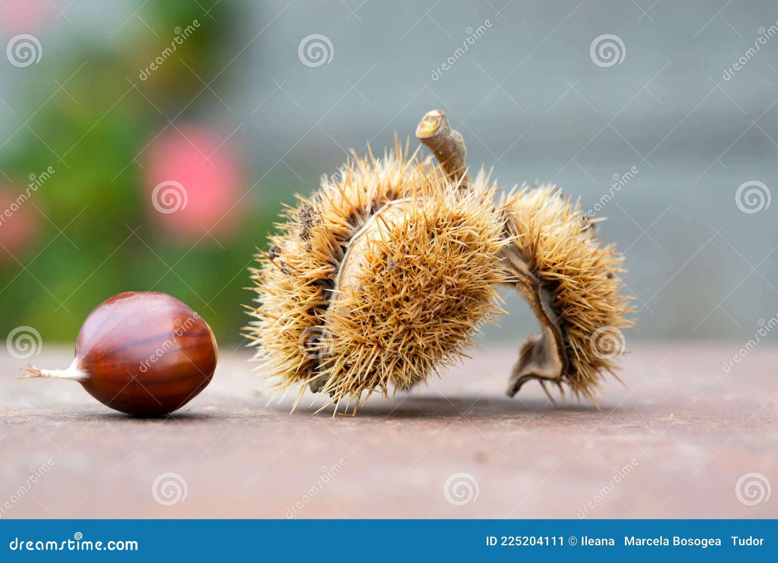 Sweet chestnut and shell stock image. Image of plant - 225204111