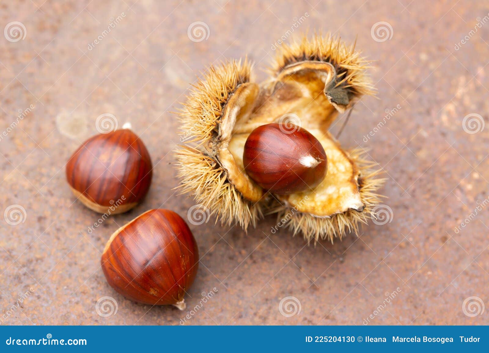Sweet chestnut and shell stock photo. Image of chestnuts - 225204130
