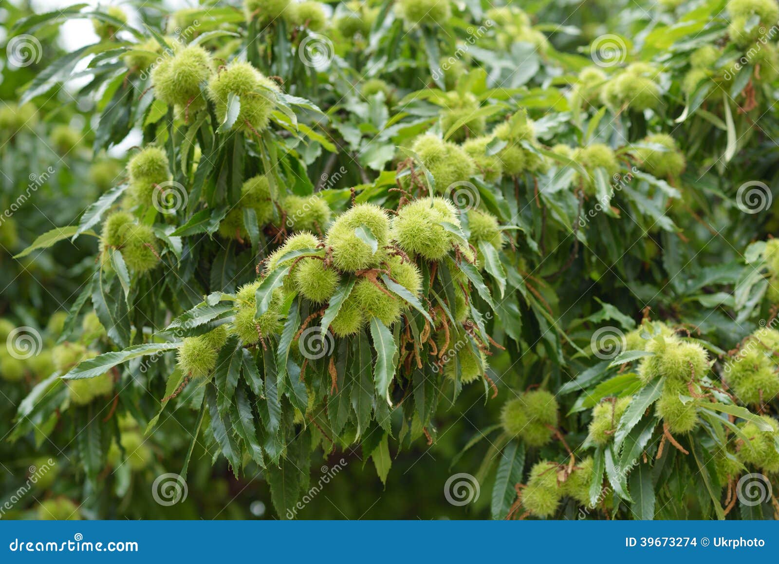 Sweet chestnut tree stock photo. Image of sativa, castanea - 39673274