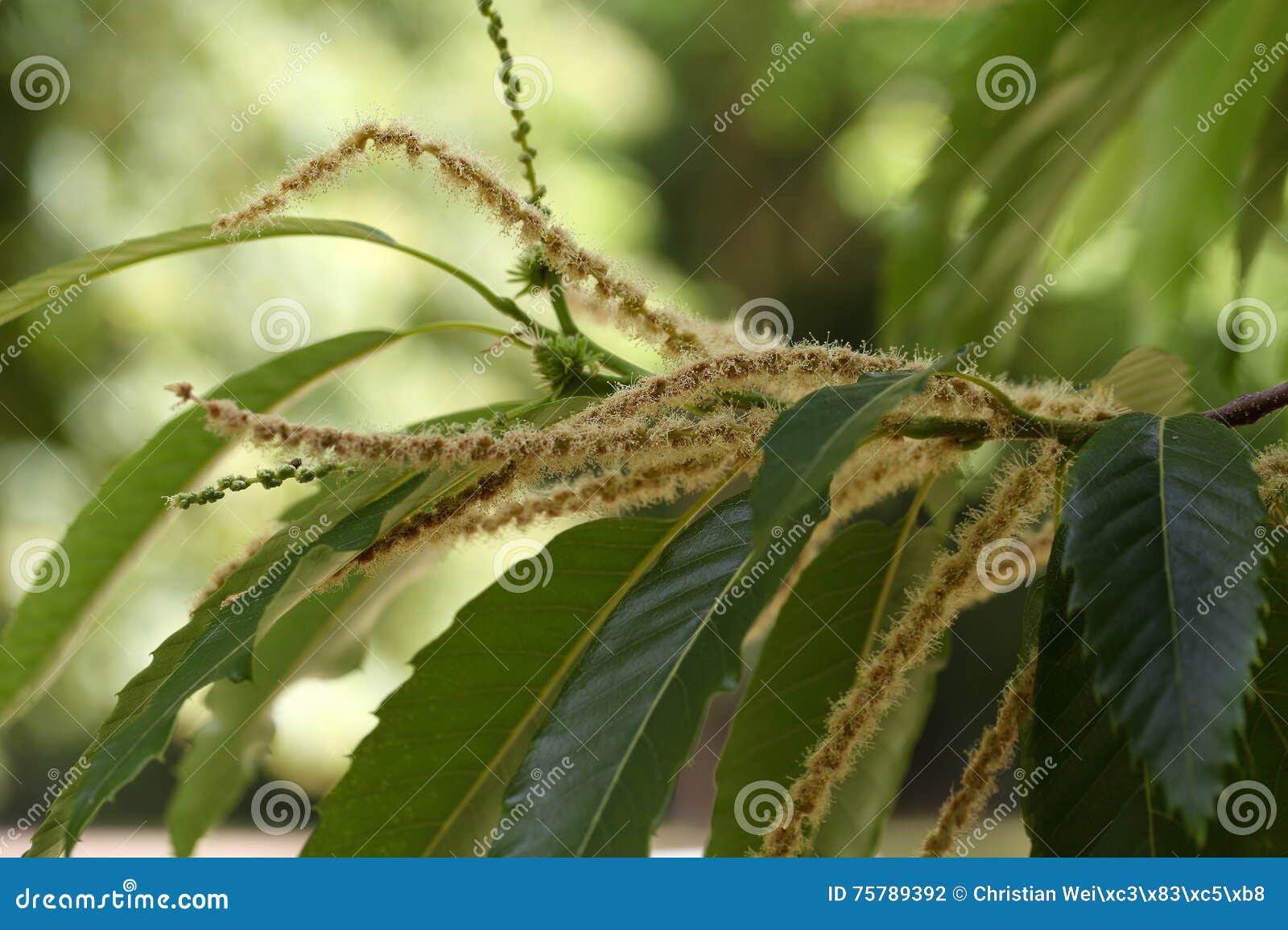 Sweet Chestnut Tree (Castanea Sativa) Stock Photo - Image of macro ...