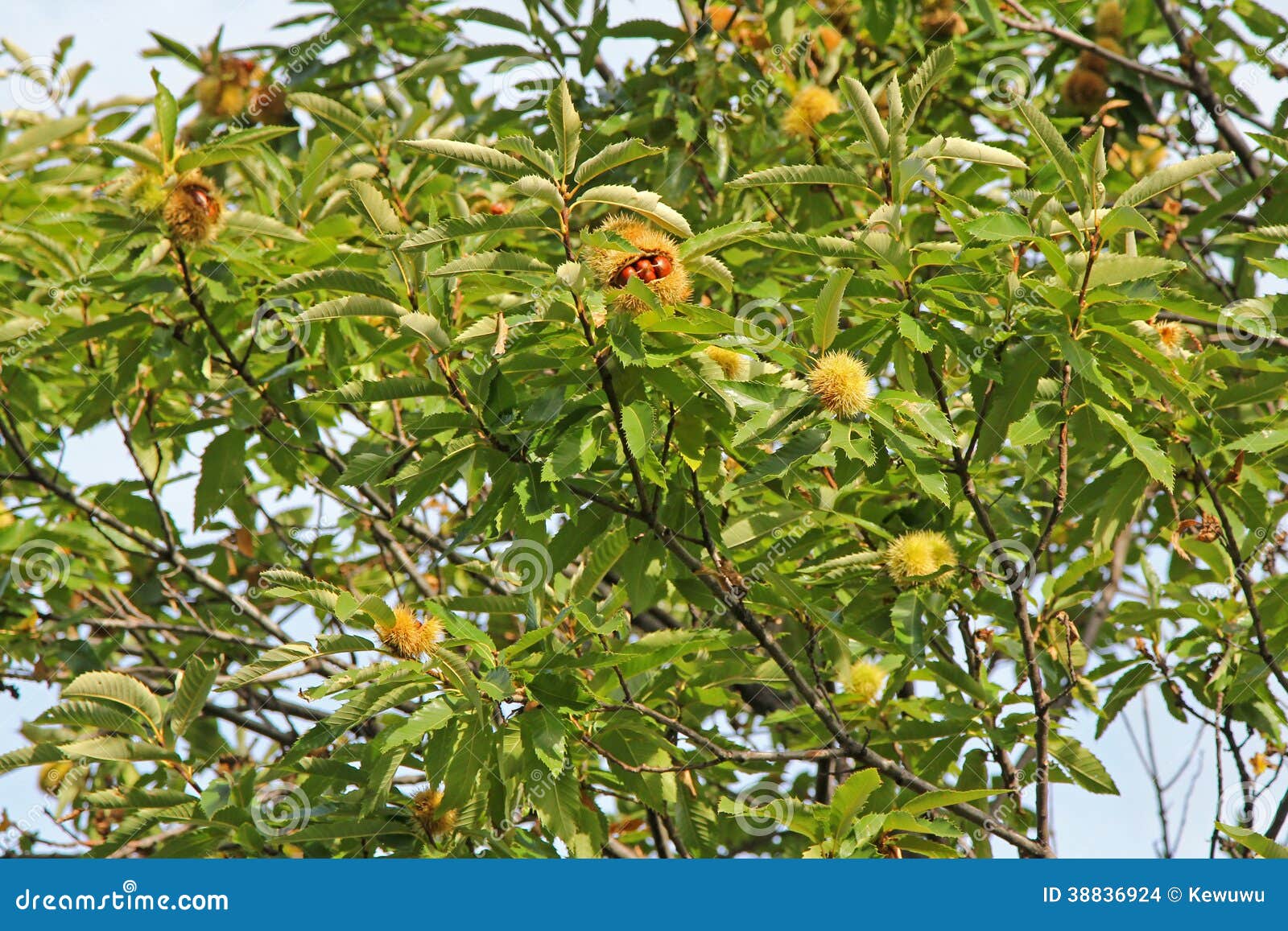 Sweet Chestnut Tree with Fruits Stock Photo - Image of autumn, nature ...
