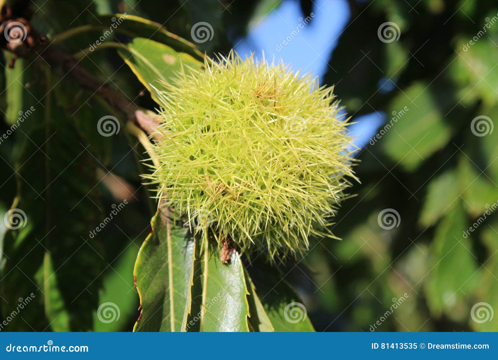 Sweet chestnut tree stock image. Image of october, branch - 81413535