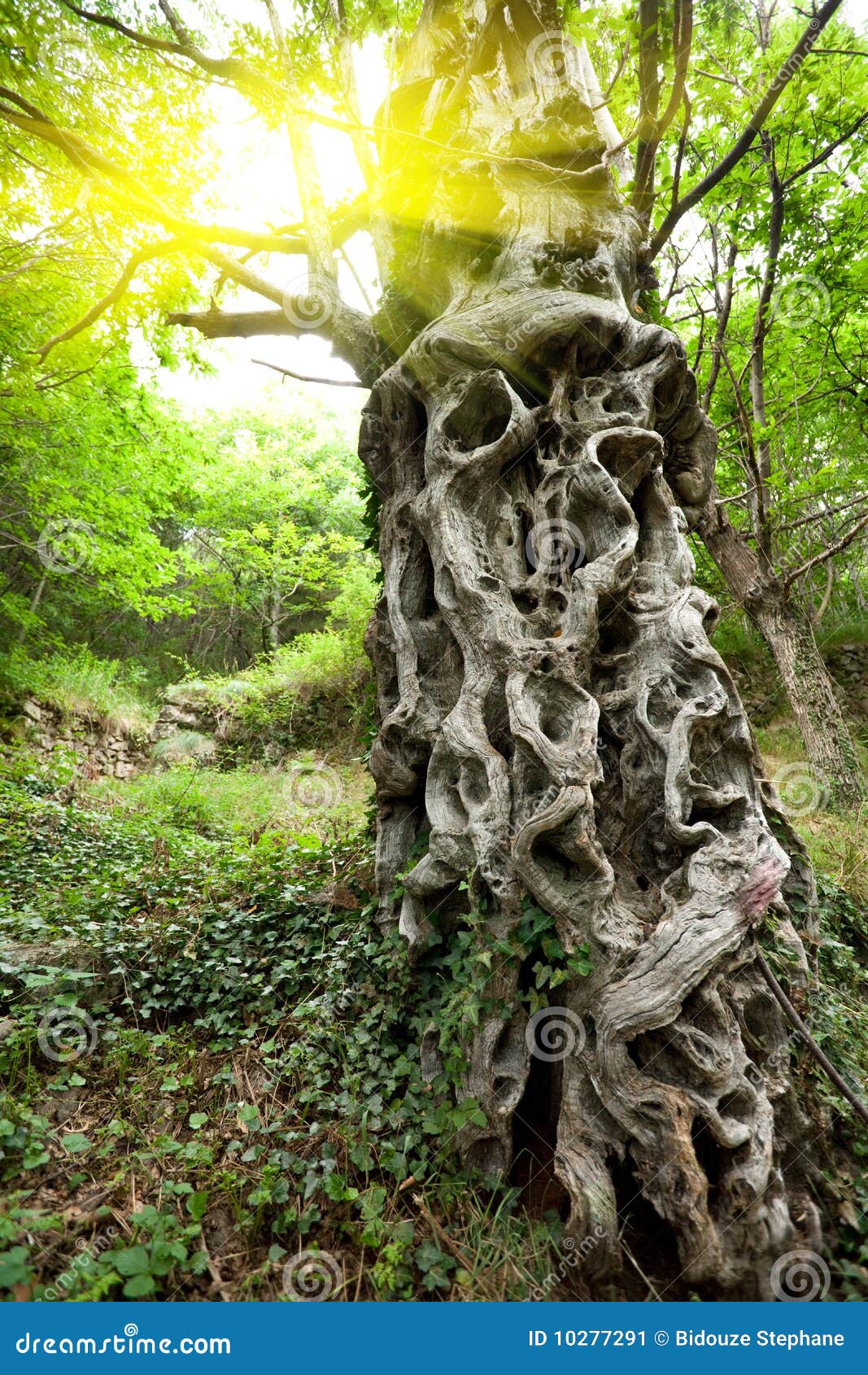Sweet chestnut tree trunk stock image. Image of chestnut - 10277291