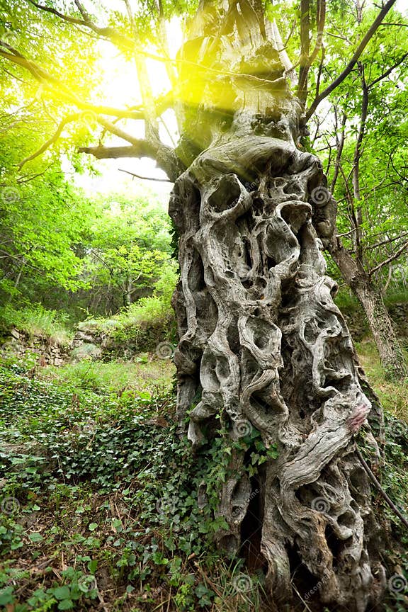 Sweet chestnut tree trunk stock image. Image of chestnut - 10277291
