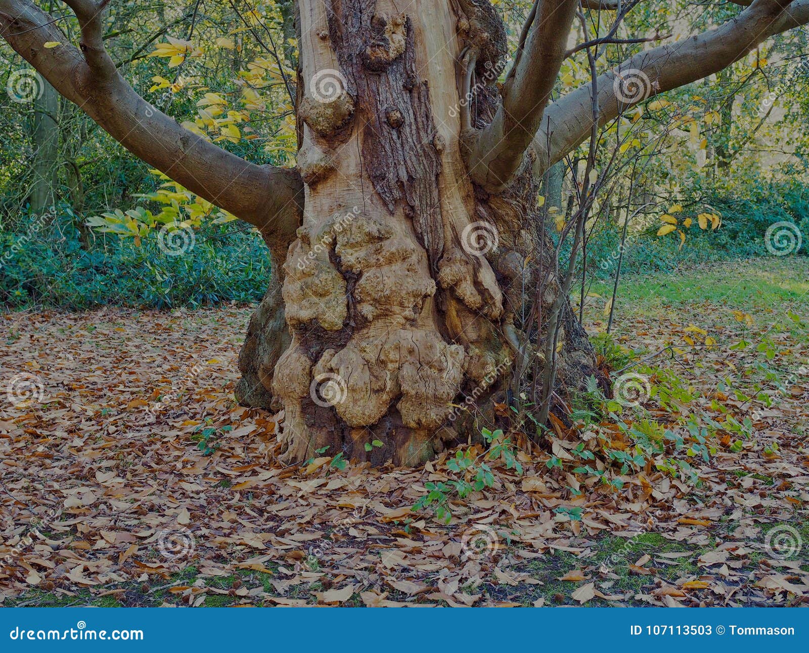 Sweet Chestnut Tree stock image. Image of sweet, leaves - 107113503