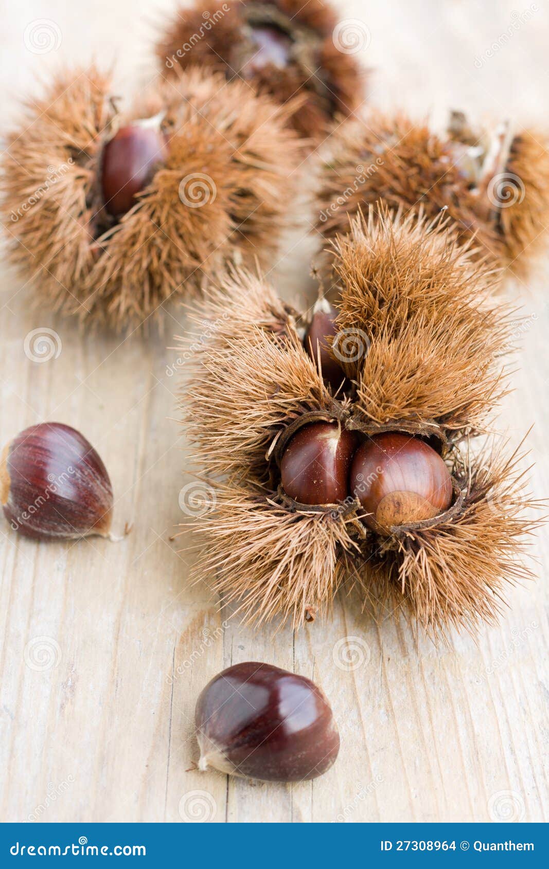 Sweet chestnuts stock photo. Image of colour, shot, chestnut - 27308964