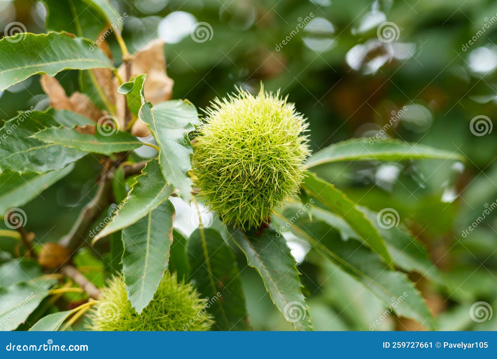 Sweet Chestnuts Growing on Branches of Tree Stock Image - Image of ...