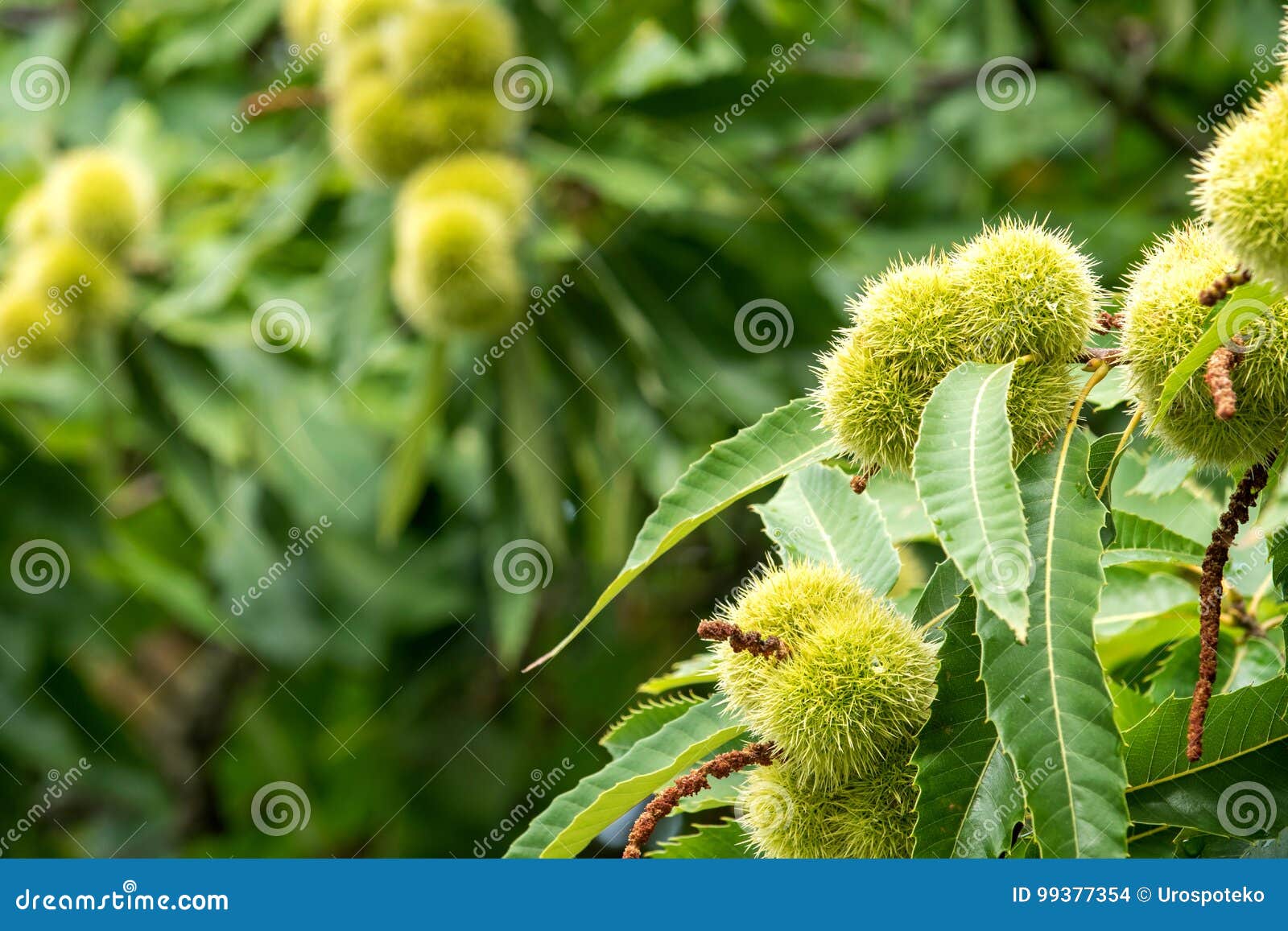Sweet Chestnuts Growing on a Tree Stock Photo - Image of autumn ...