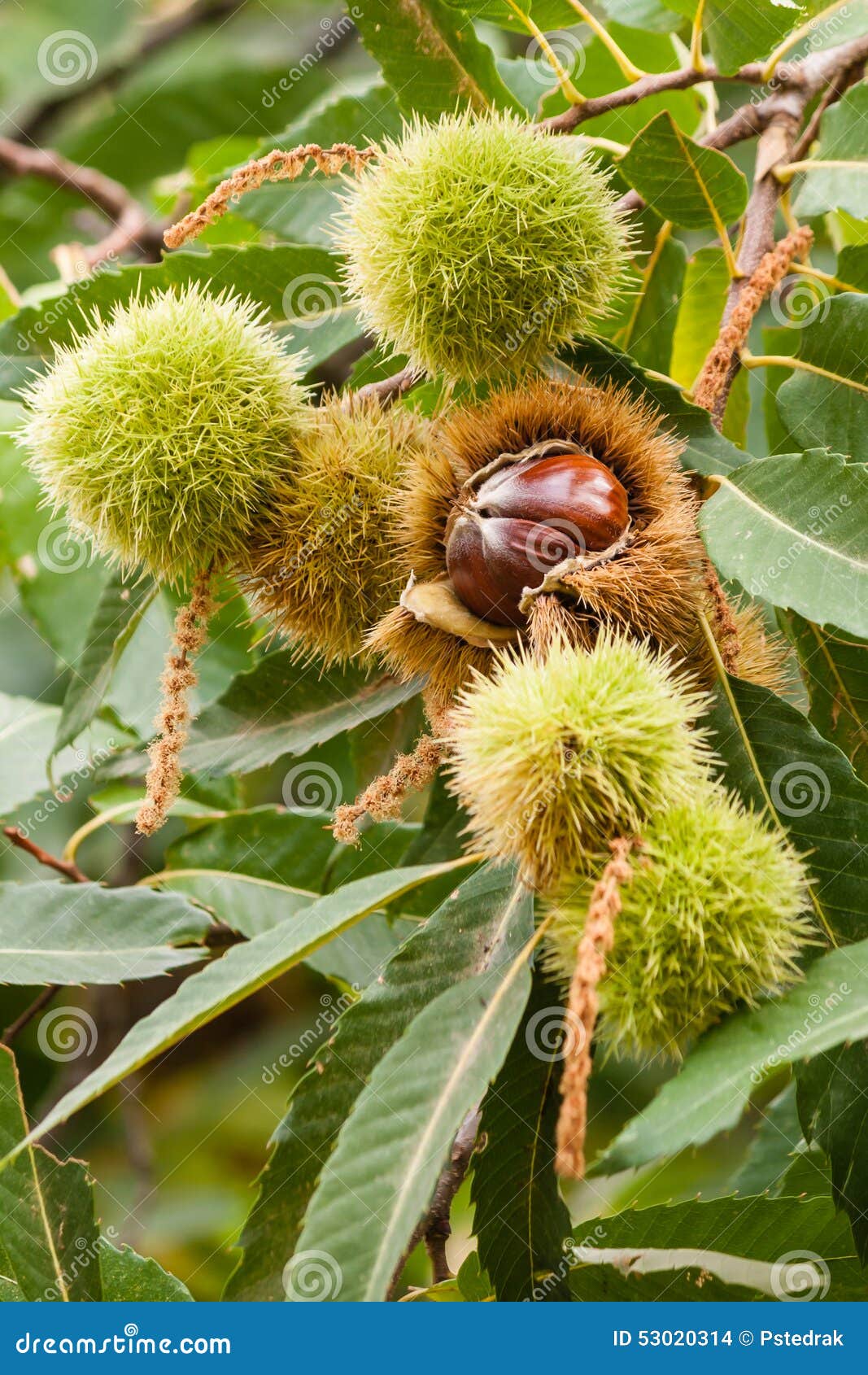 Sweet chestnuts stock photo. Image of cookery, castanea - 53020314