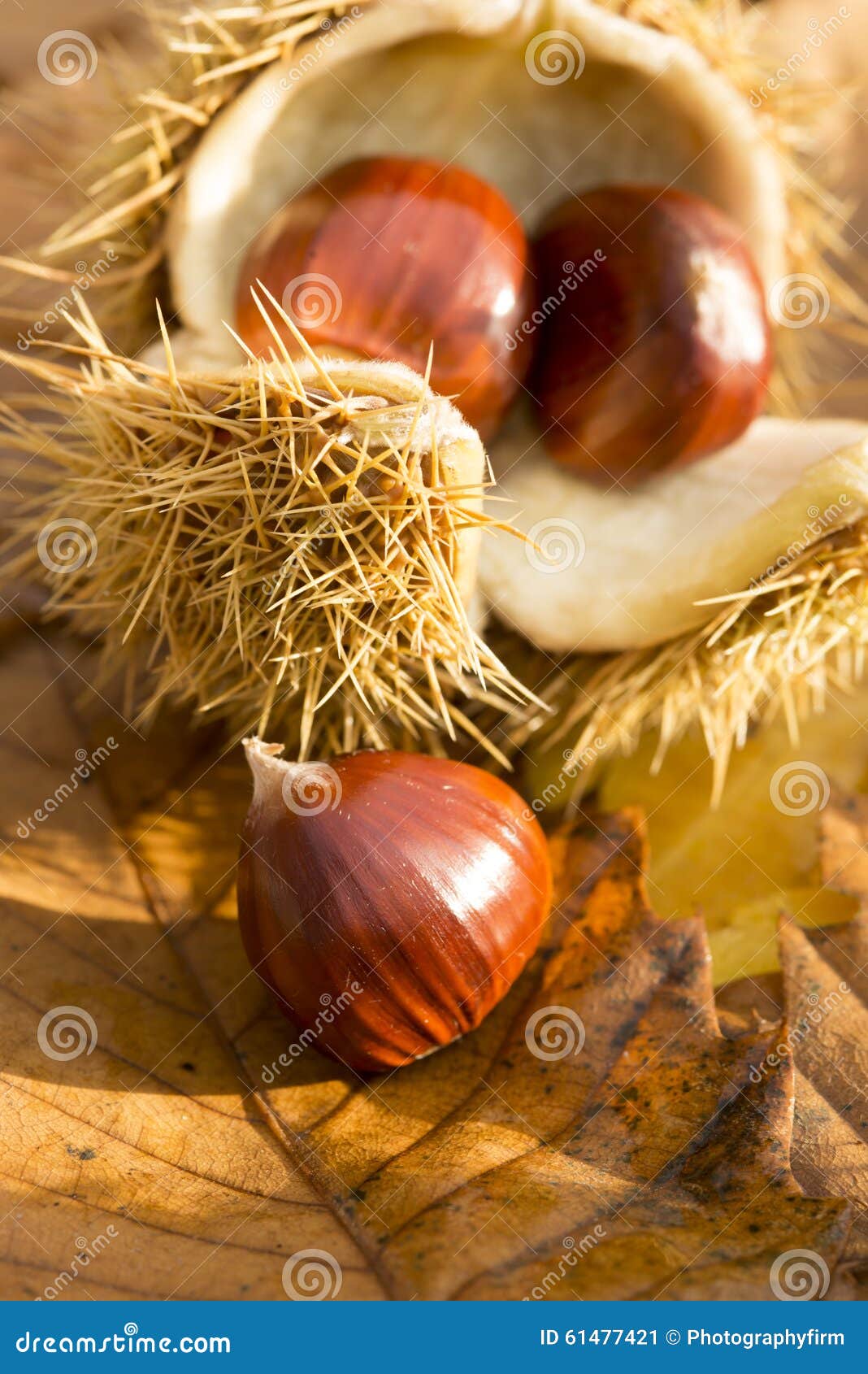 Sweet Chestnuts on a Leafy Background Stock Image - Image of tree, food ...