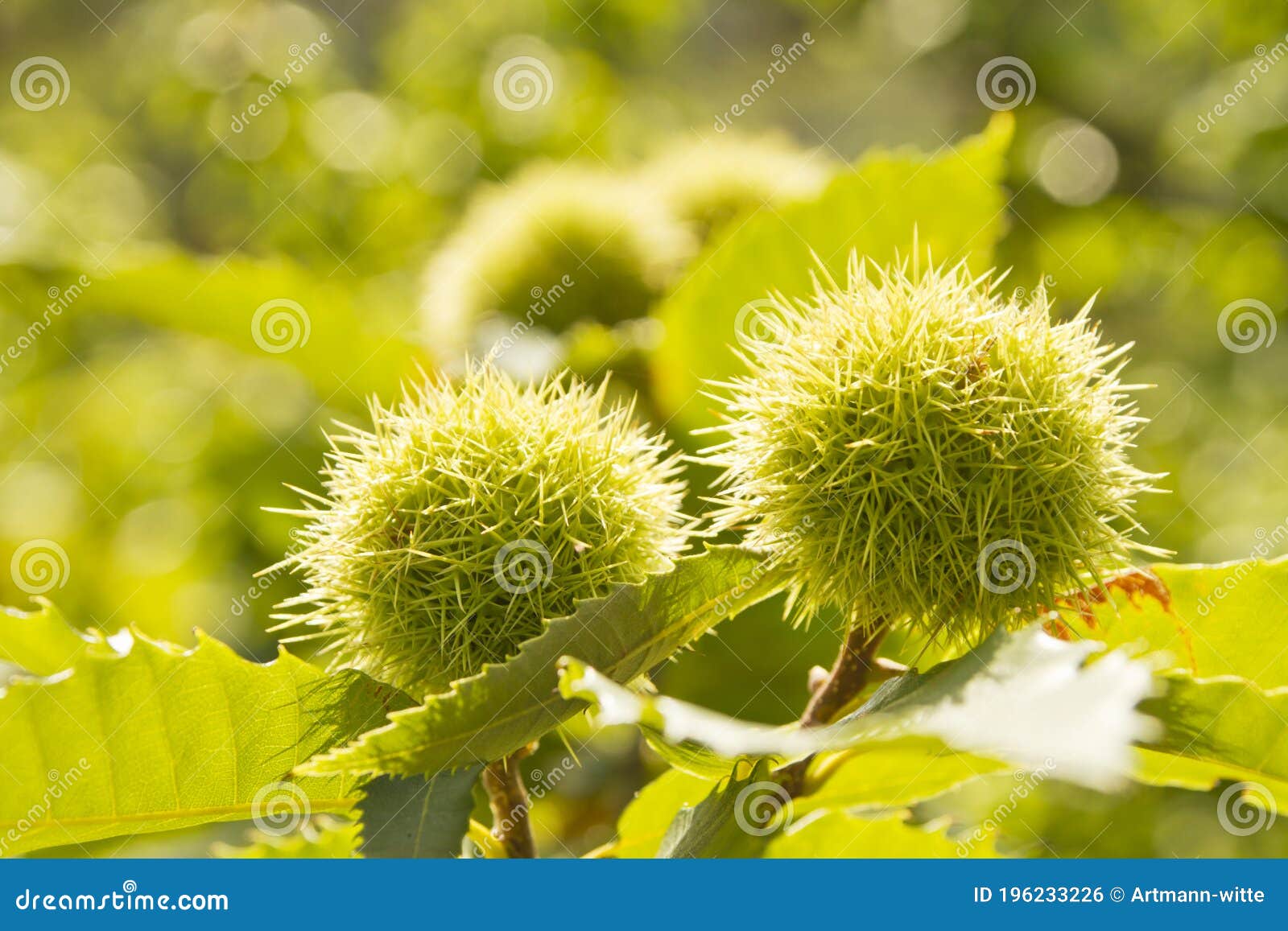 Sweet Chestnuts on a Tree on a Sunny Day in Fall Stock Photo - Image of ...