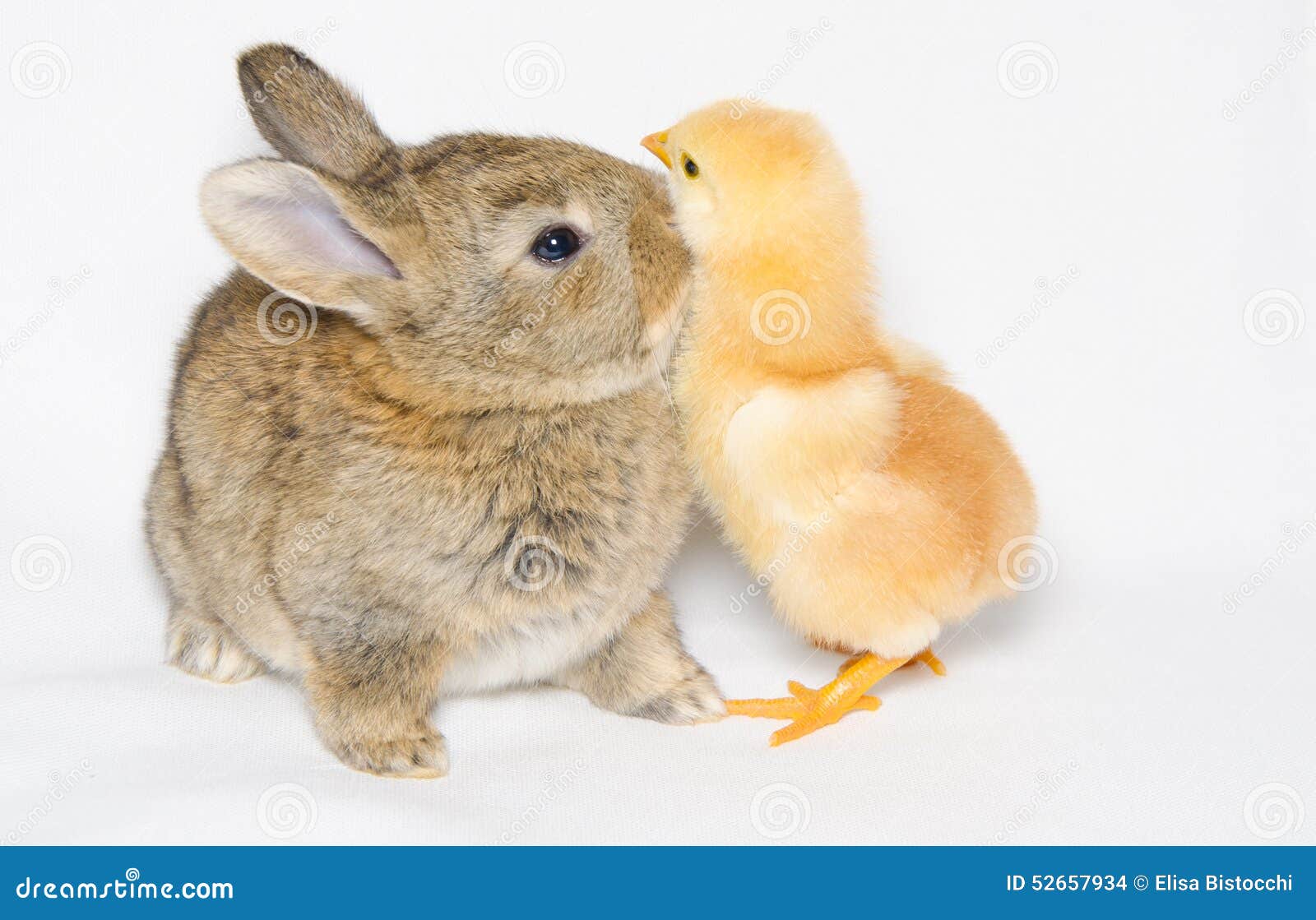 Sweet Chick And Bunny Stock Photo - Image: 52657934