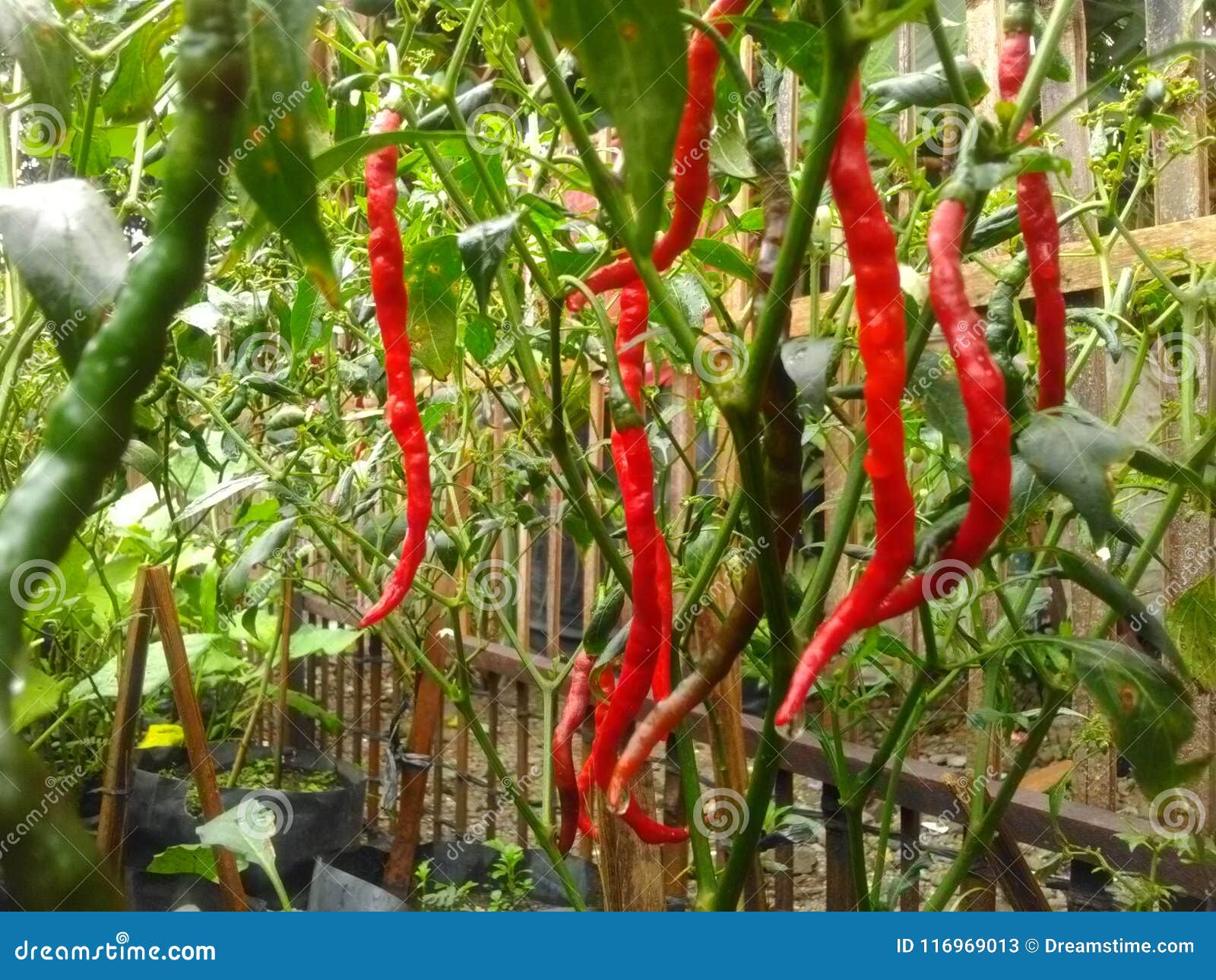 Sweet chilli tree picture stock image. Image of beutyfull - 116969013