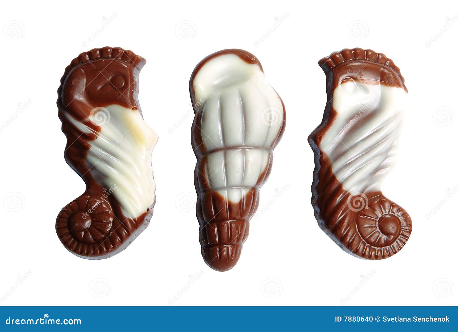 Chocolate Conch Stock Photos - Free & Royalty-Free Stock Photos from ...
