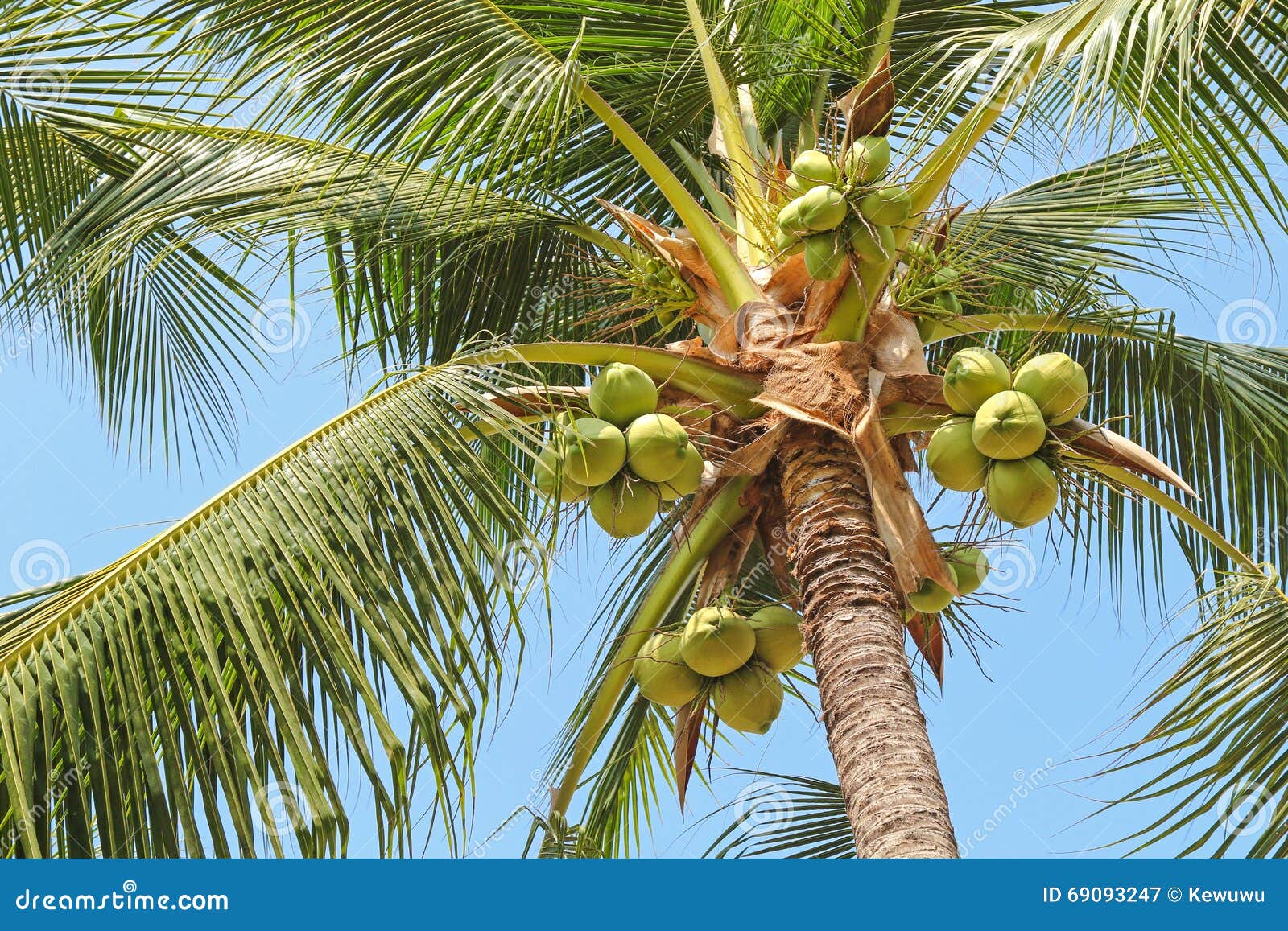 Sweet Coconut Palm Tree with Many Young Fruit on Blue Sky Stock Image ...