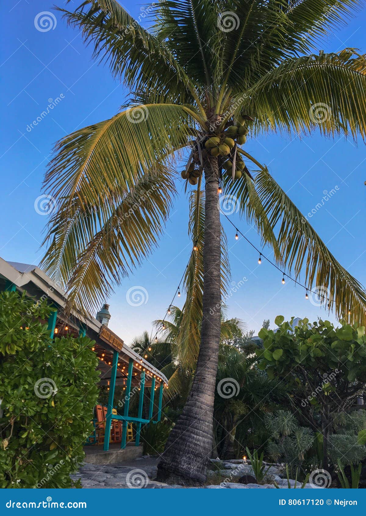 Sweet Coconut Tree on Tropical Island Stock Photo - Image of flora ...