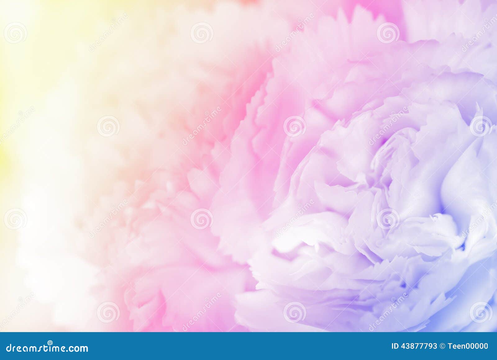 Sweet Color Carnation in Soft and Blur Style Background Stock Image ...