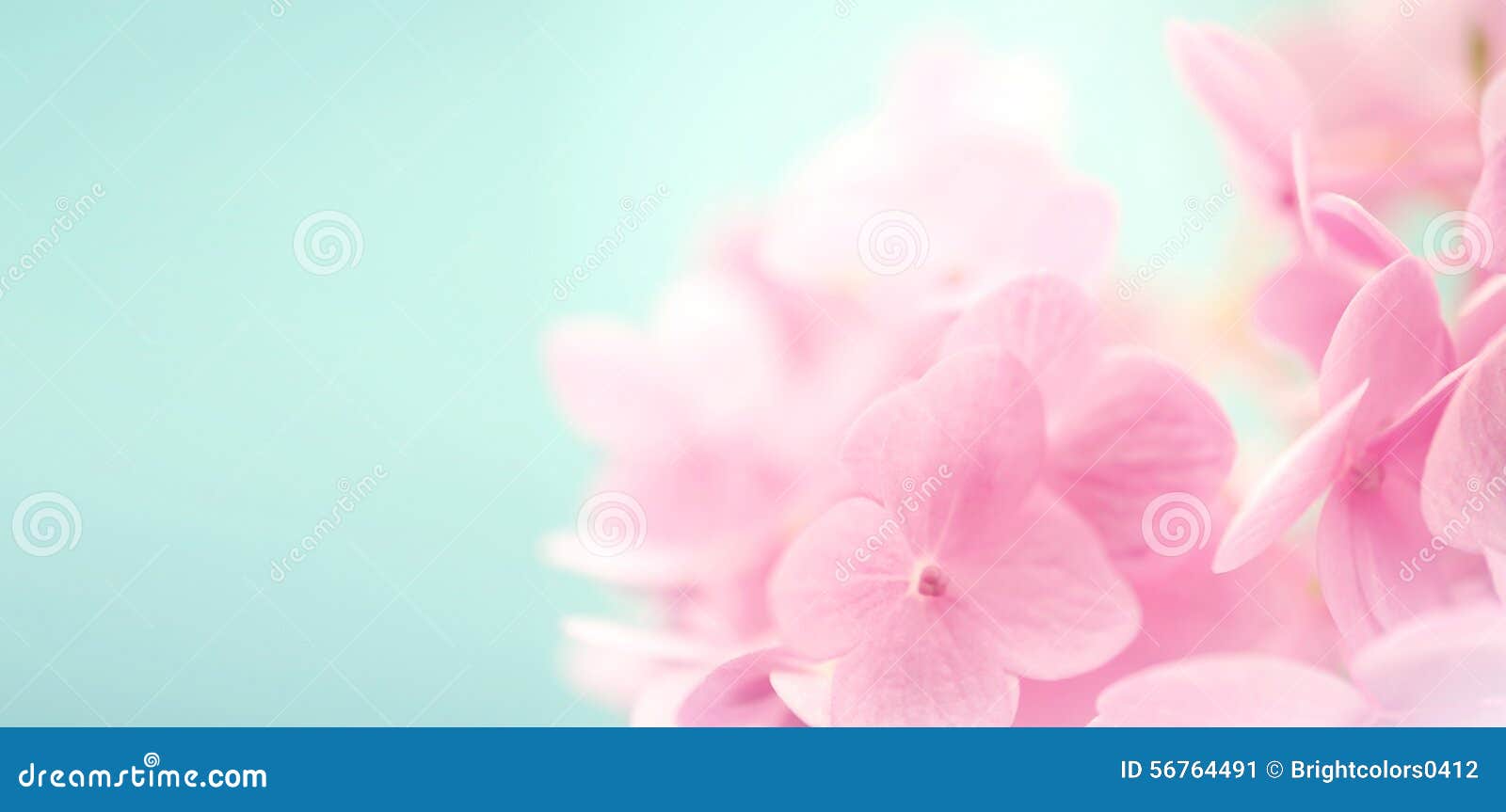 Sweet Color Petal Hydrangeas Stock Image - Image of flowers, color ...
