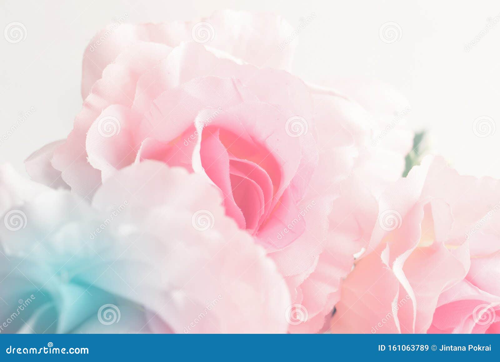 Sweet Color Roses in Soft Style for Background Stock Image - Image of ...