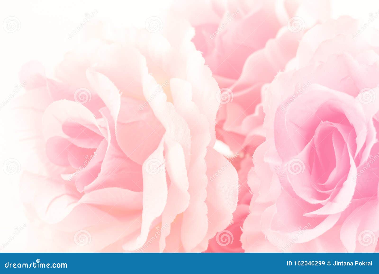 Sweet Color Roses in Soft Style for Background Stock Image - Image of ...