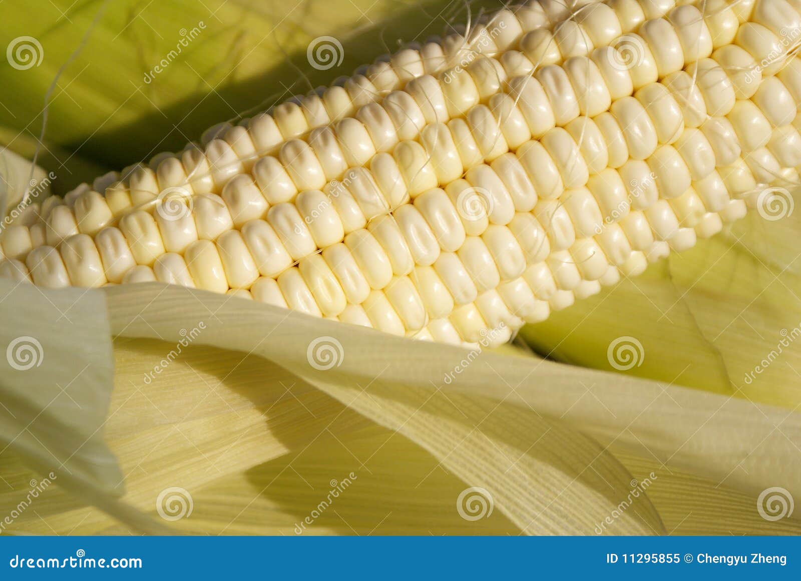 Sweet corn stock image. Image of foods, frugal, agriculture - 11295855