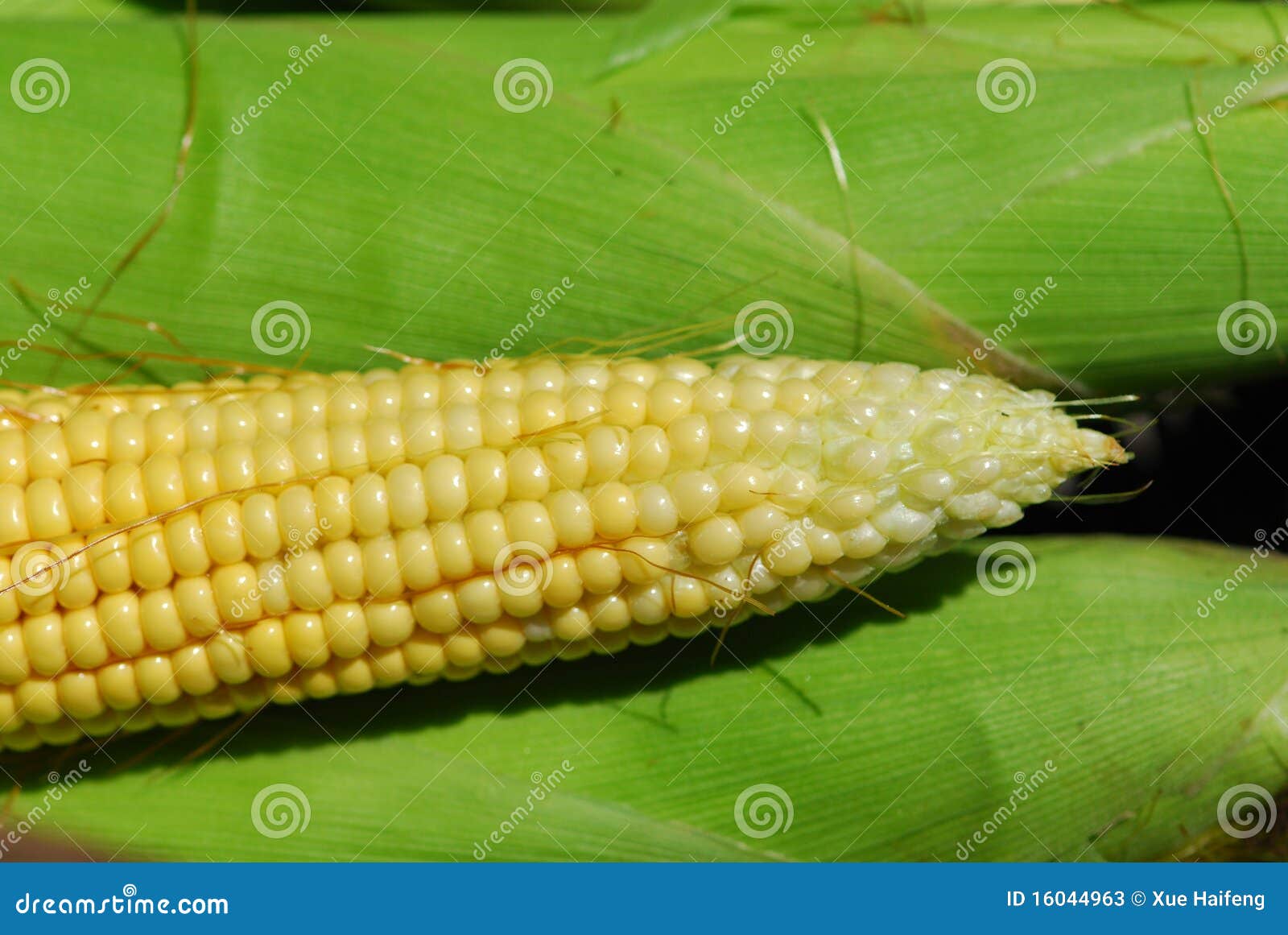 Sweet corn stock image. Image of detail, food, green - 16044963