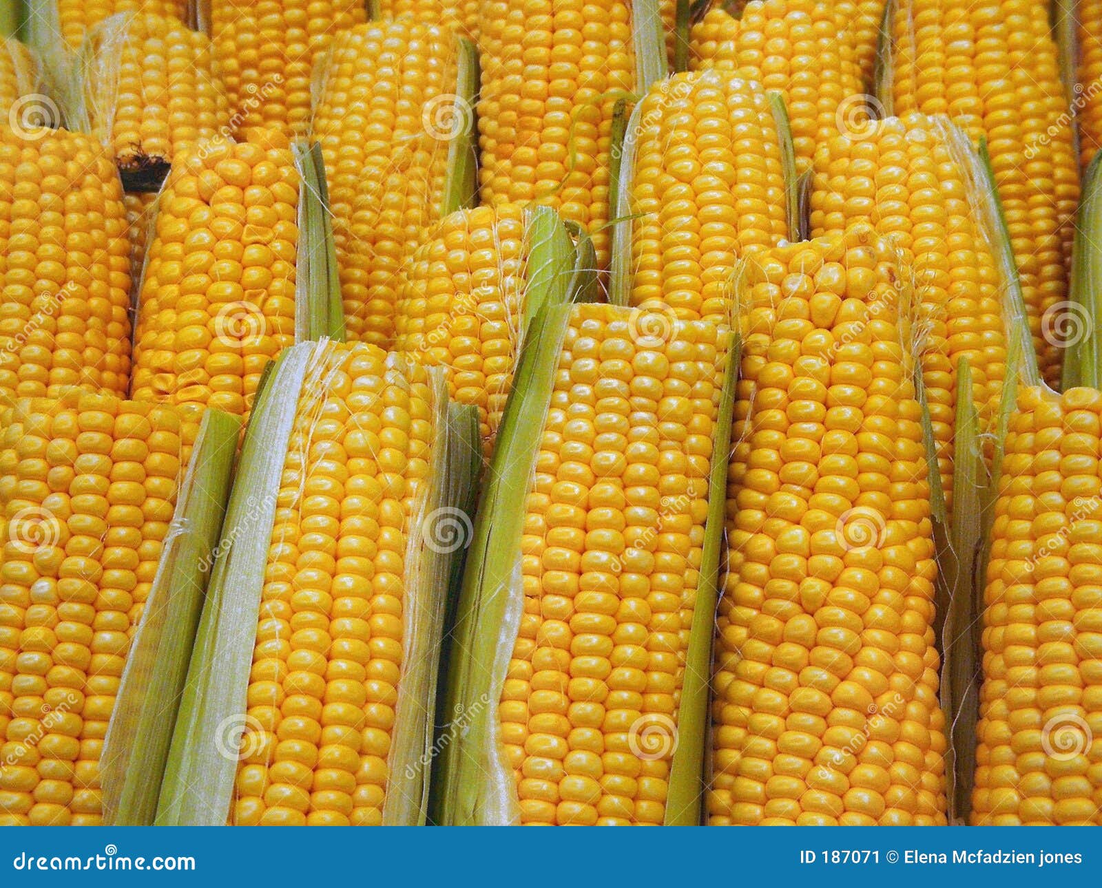 Sweet corn stock image. Image of corn, yellow, sweet, maize - 187071