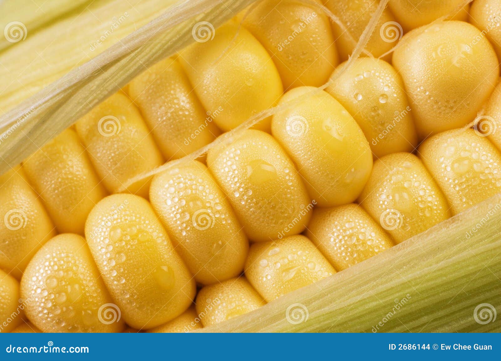 Sweet corn stock photo. Image of farm, indian, yellow - 2686144