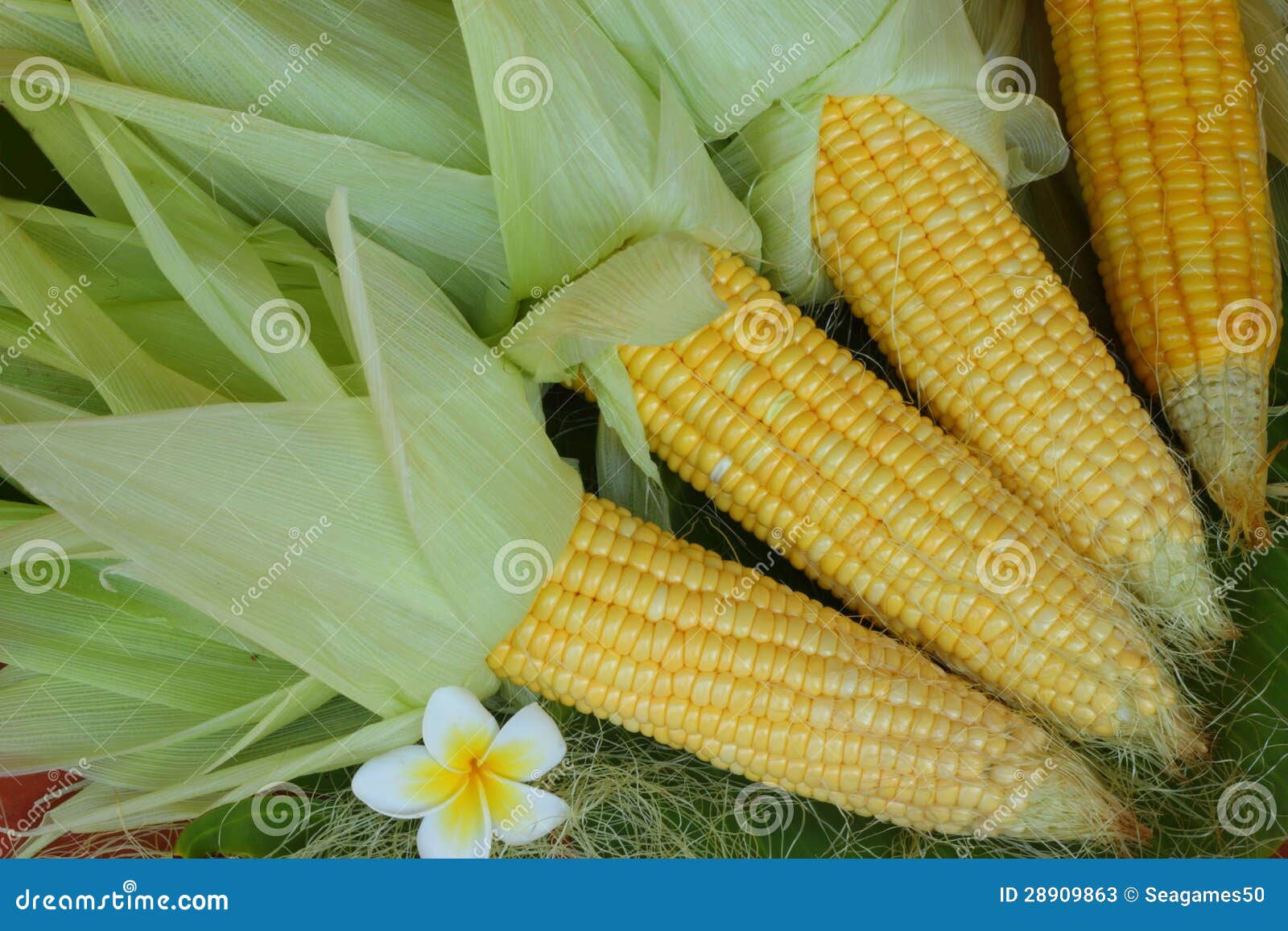 296 Shelled Sweet Corn Stock Photos - Free & Royalty-Free Stock Photos ...