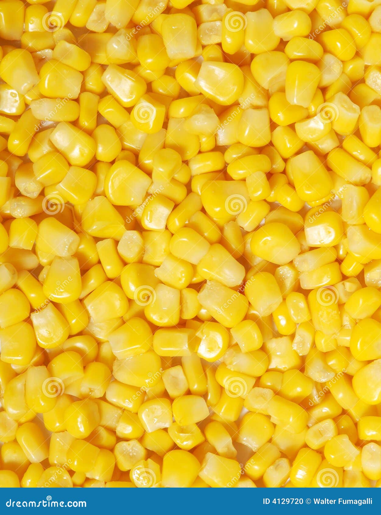 Sweet corn stock photo. Image of closeup, meal, field - 4129720