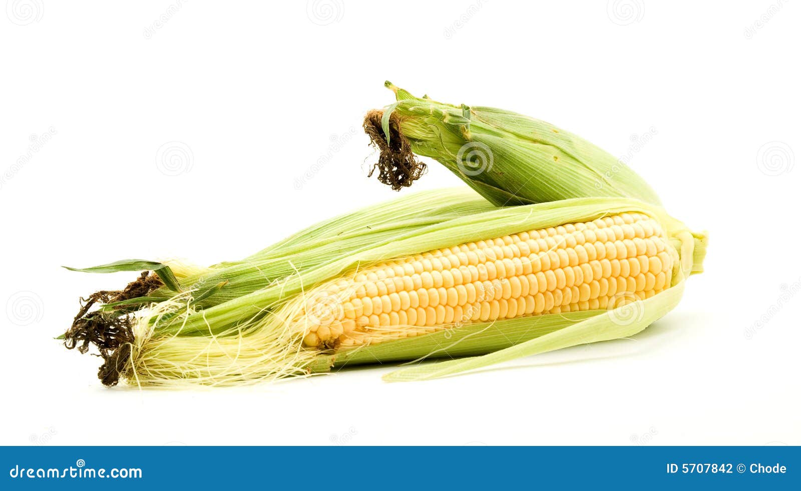 Sweet corn stock photo. Image of field, produce, cereal - 5707842