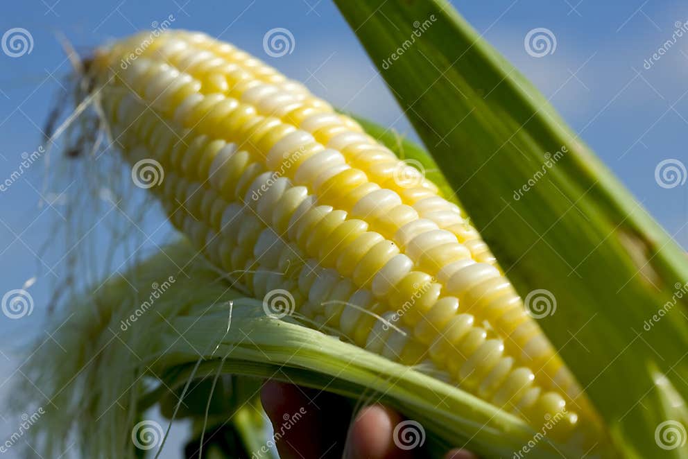 Sweet Corn stock image. Image of agribusiness, genetic - 9082503