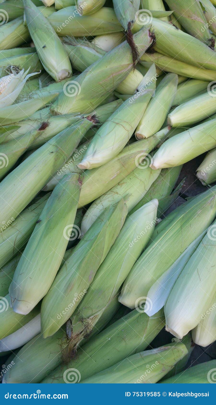Sweet corn background stock image. Image of background - 75319585