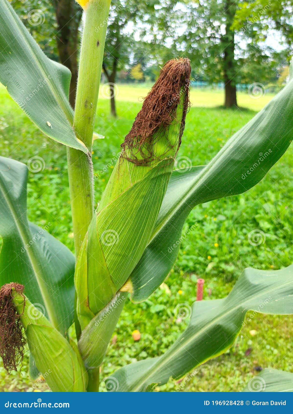 Sweet Corn on a Branch Ready for Picking Stock Photo - Image of growing ...