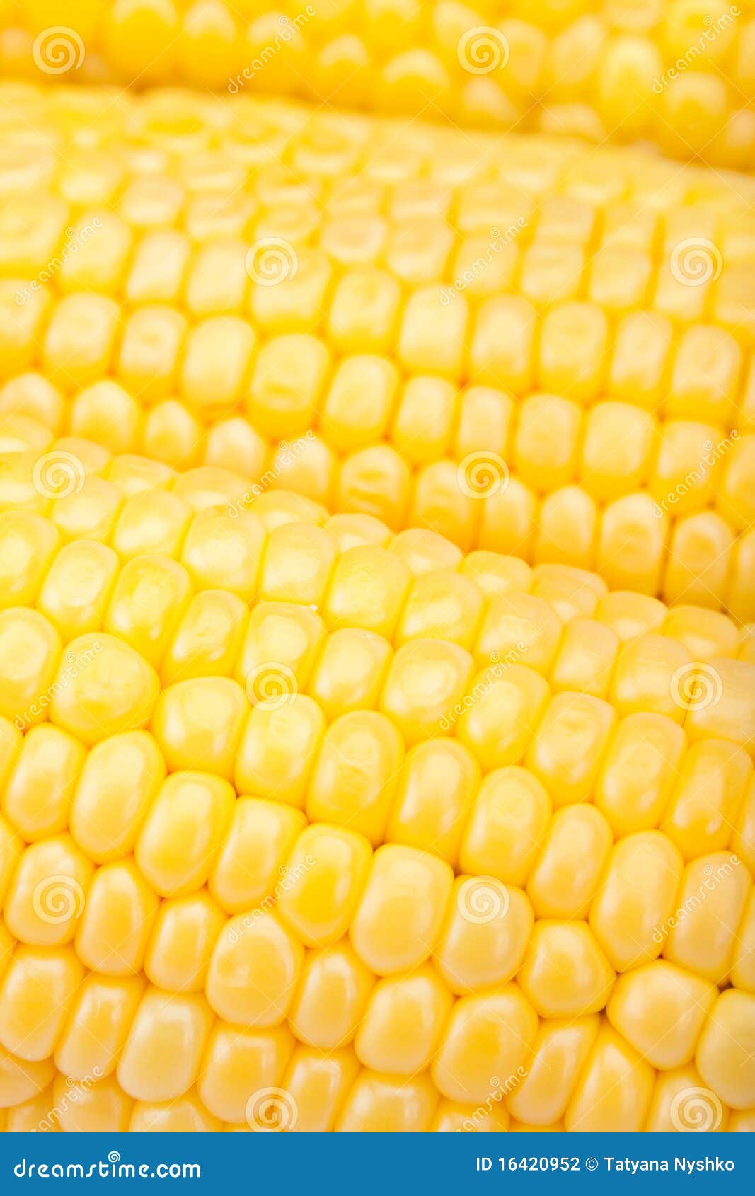 Sweet corn closeup stock photo. Image of textured, crop - 16420952