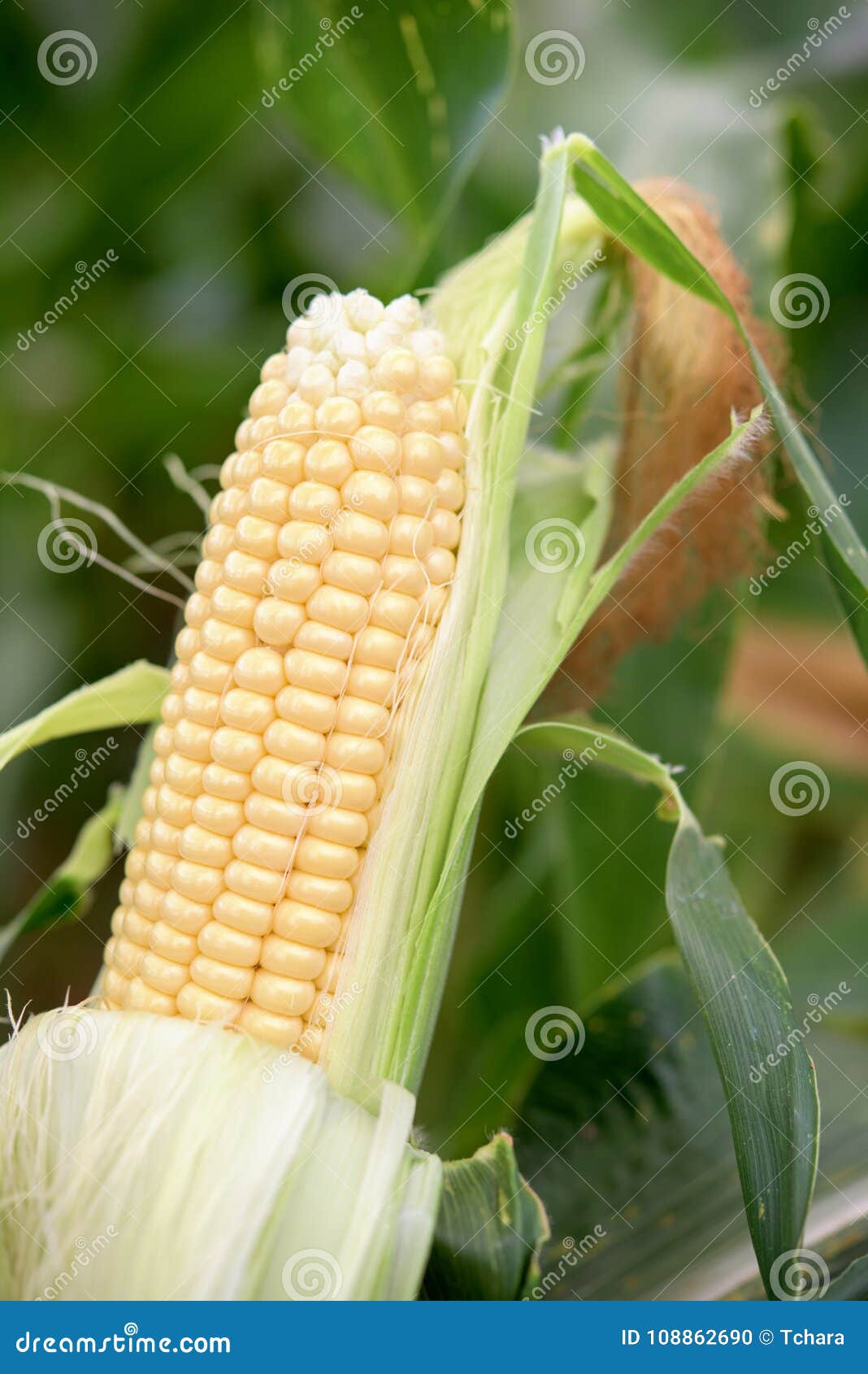 Sweet corn plant stock photo. Image of country, background - 108862690
