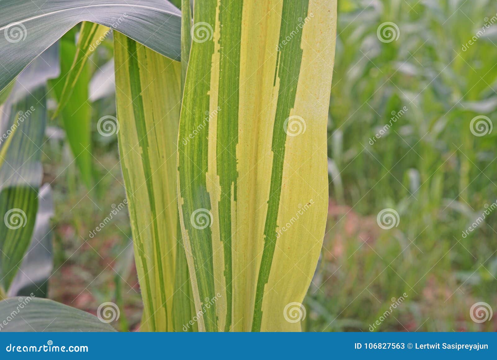 Sweet Corn Disease, Downy Mildew Stock Image - Image of mildew, organic ...