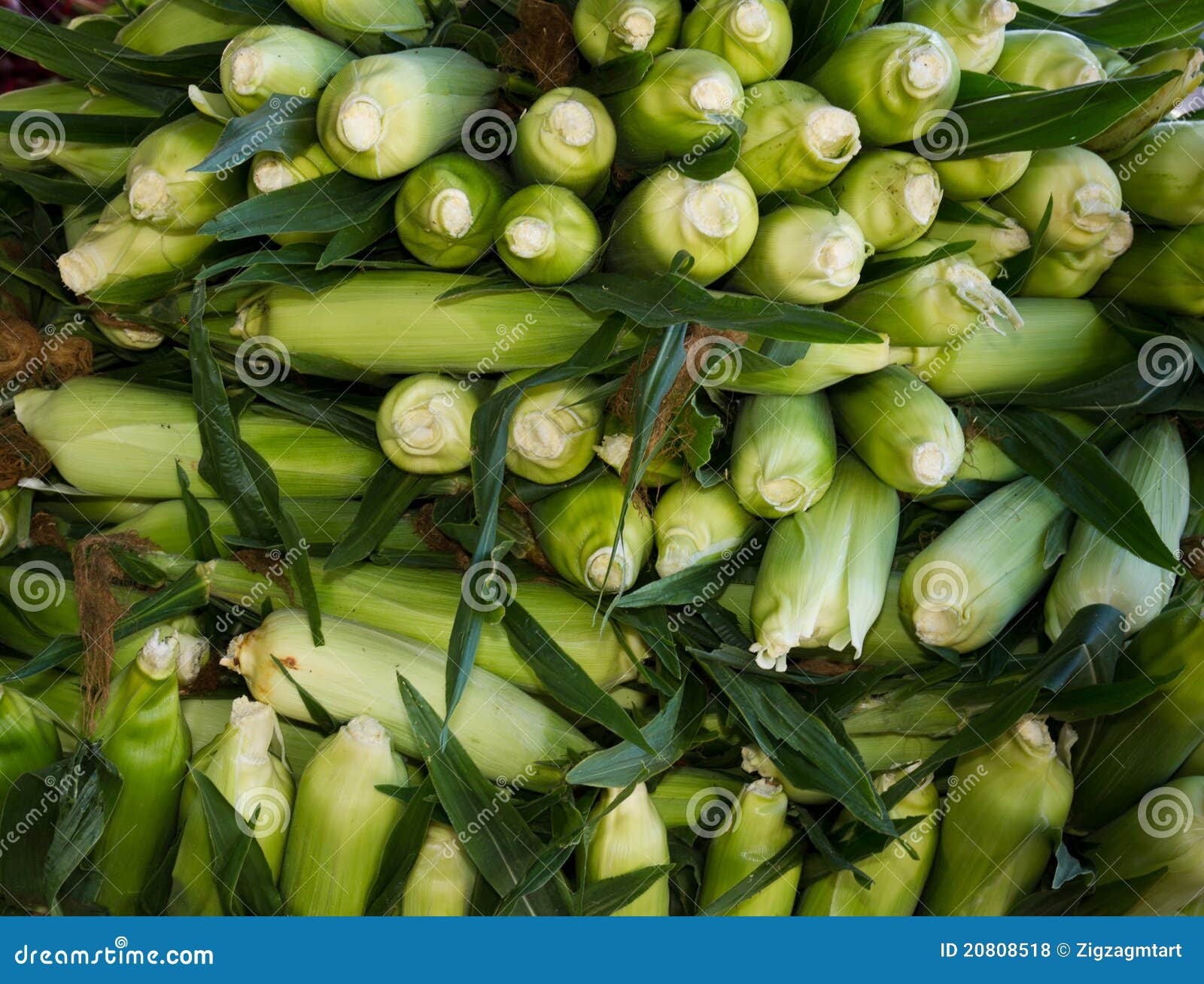 Sweet Corn on Display at the Farmer S Market Stock Photo - Image of ...